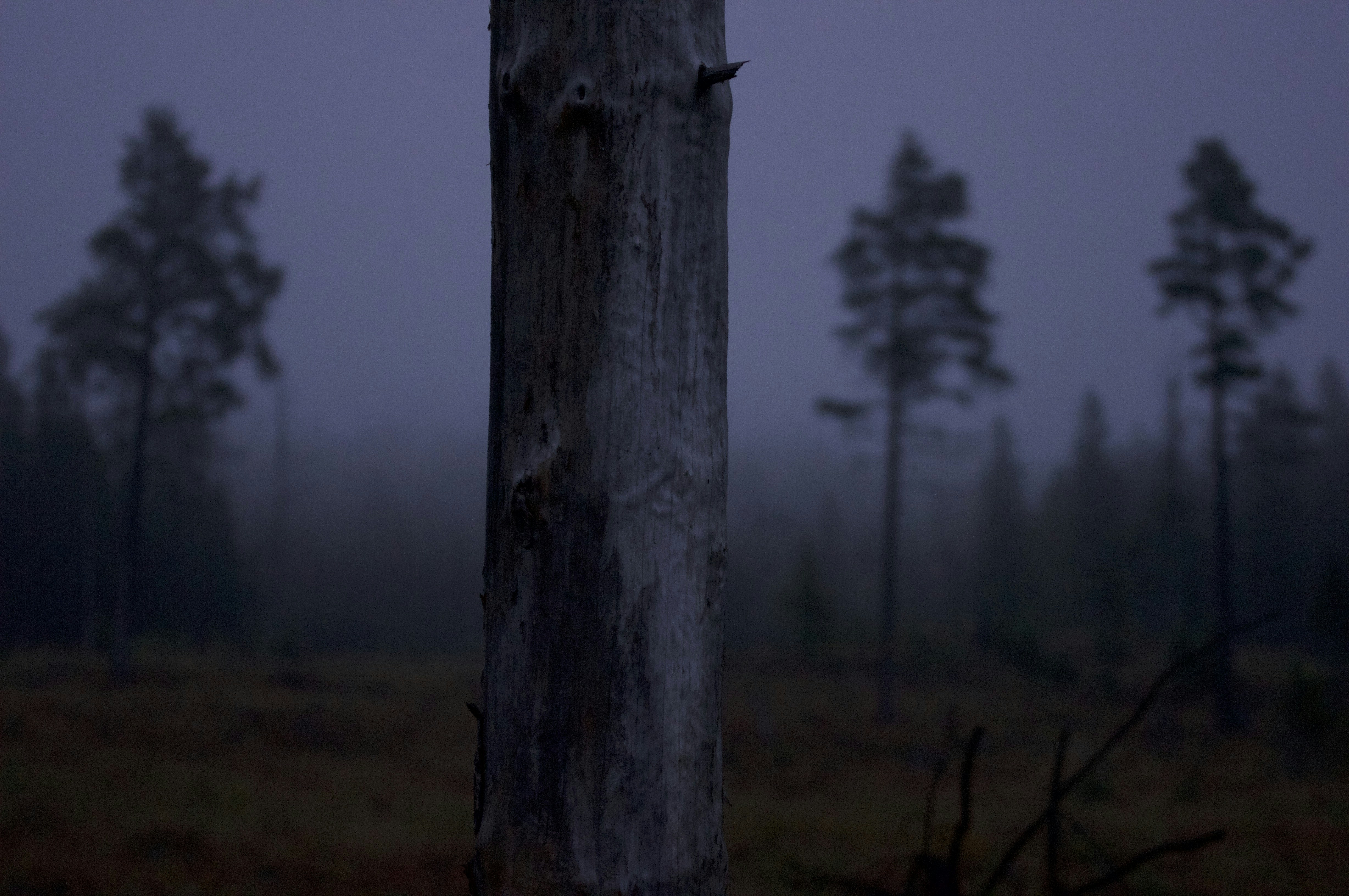A solitary tree stands against a misty backdrop of conifers, enveloped in the soft hues of twilight. The ethereal atmosphere evokes a sense of tranquility.