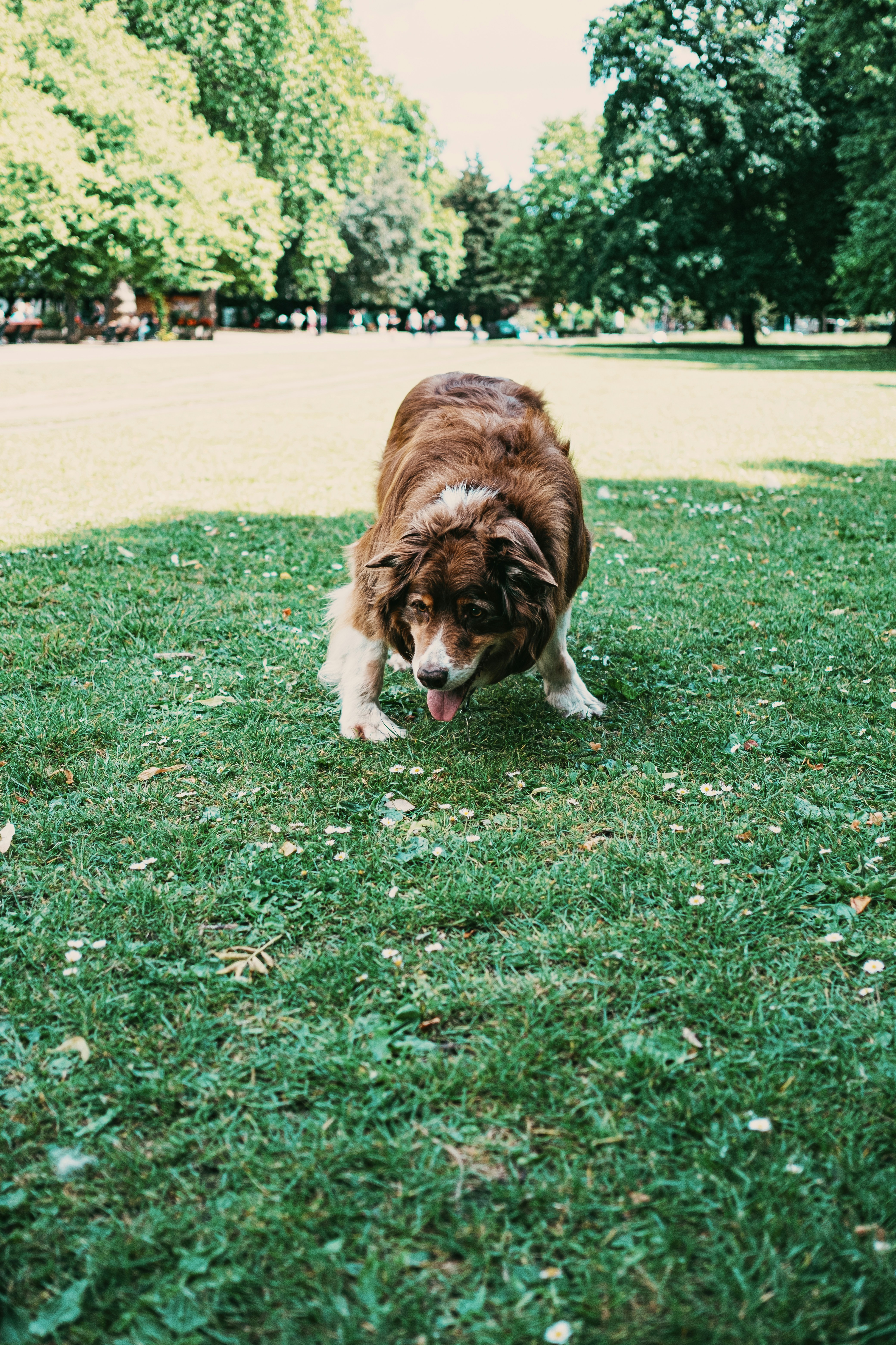 A dog running in a park photo – Free Victoria park Image on Unsplash