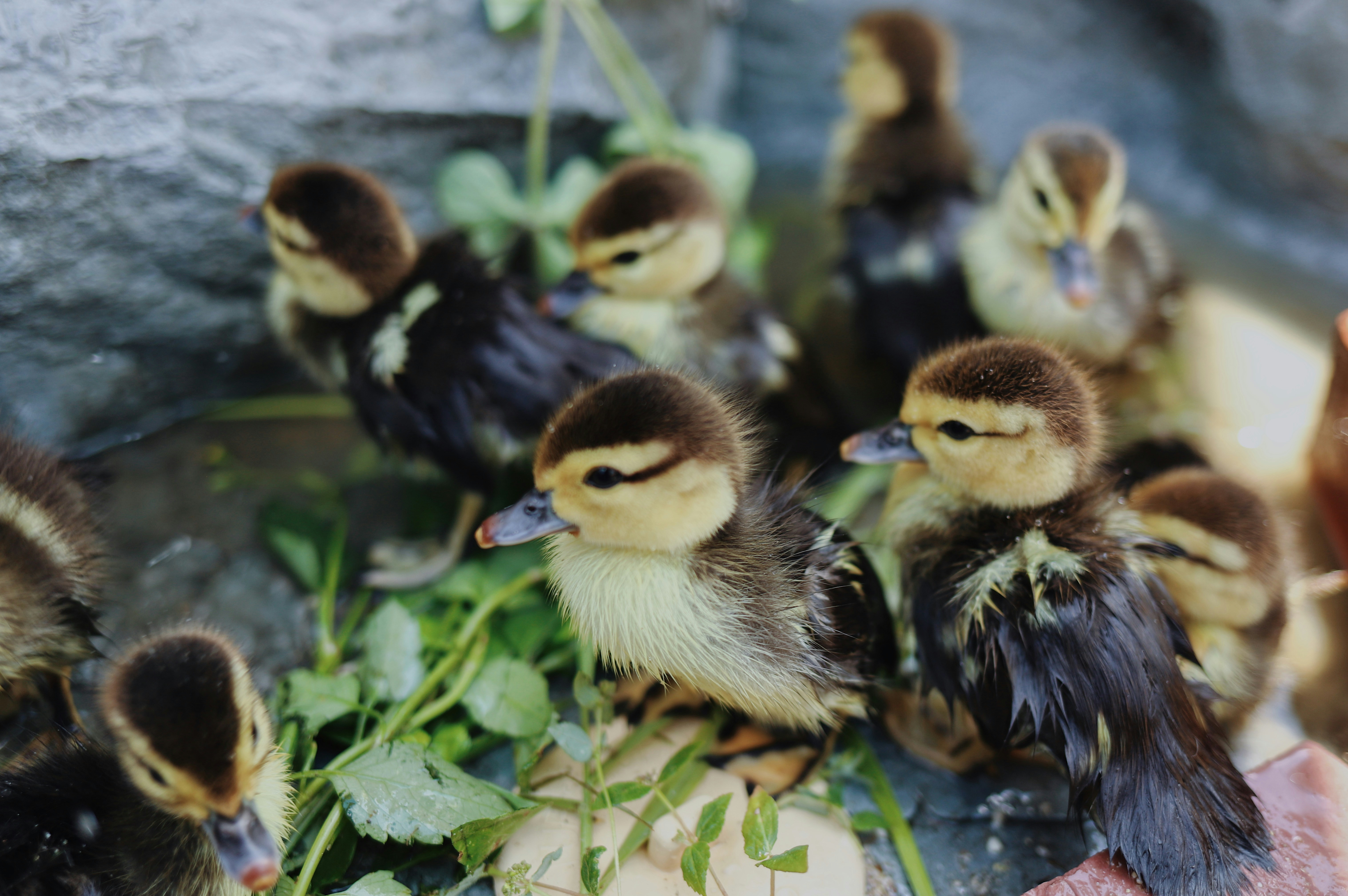 a group of baby ducks