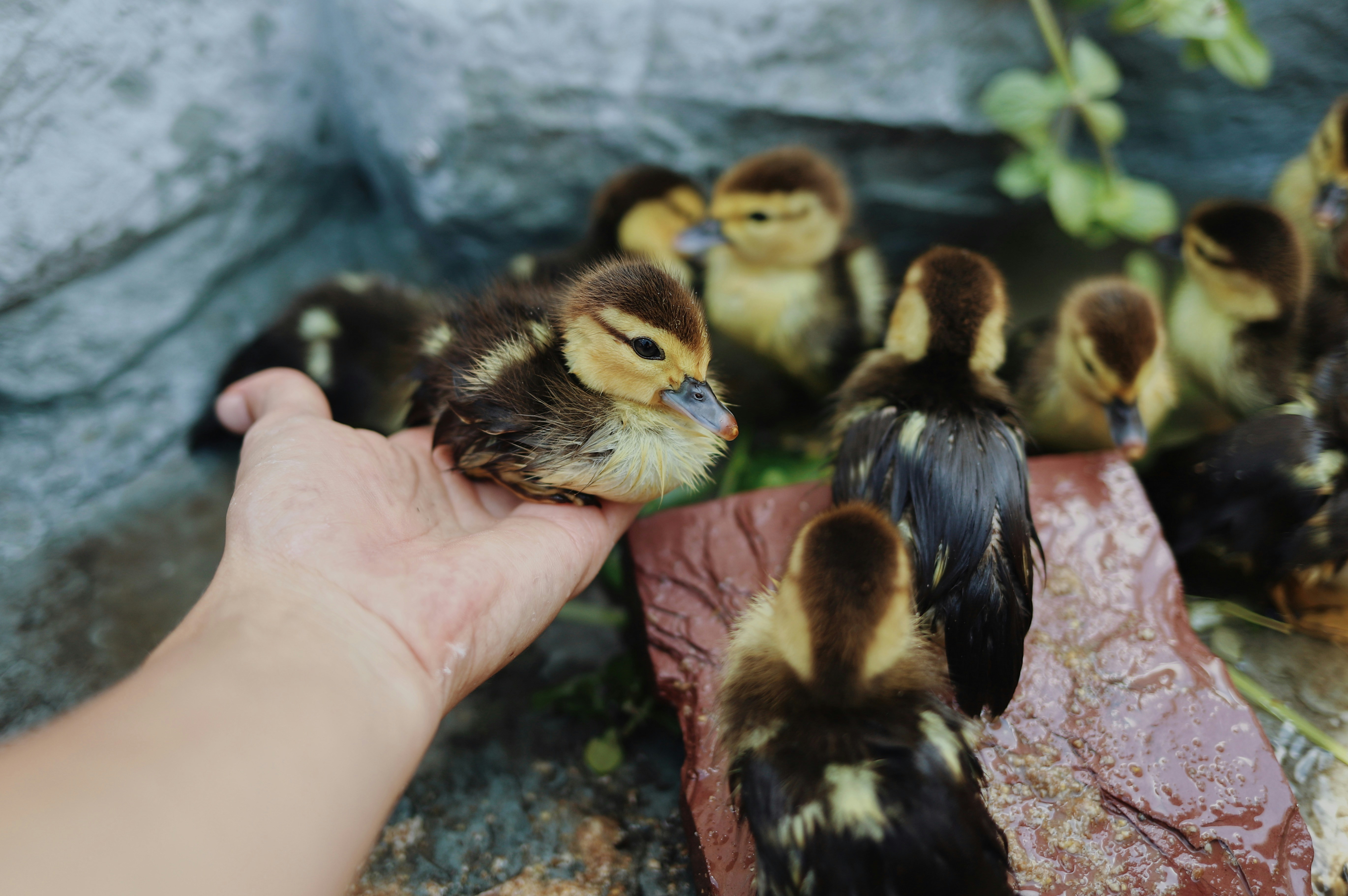 A Gentle Hand Cradles Ducklings by the Poolside
