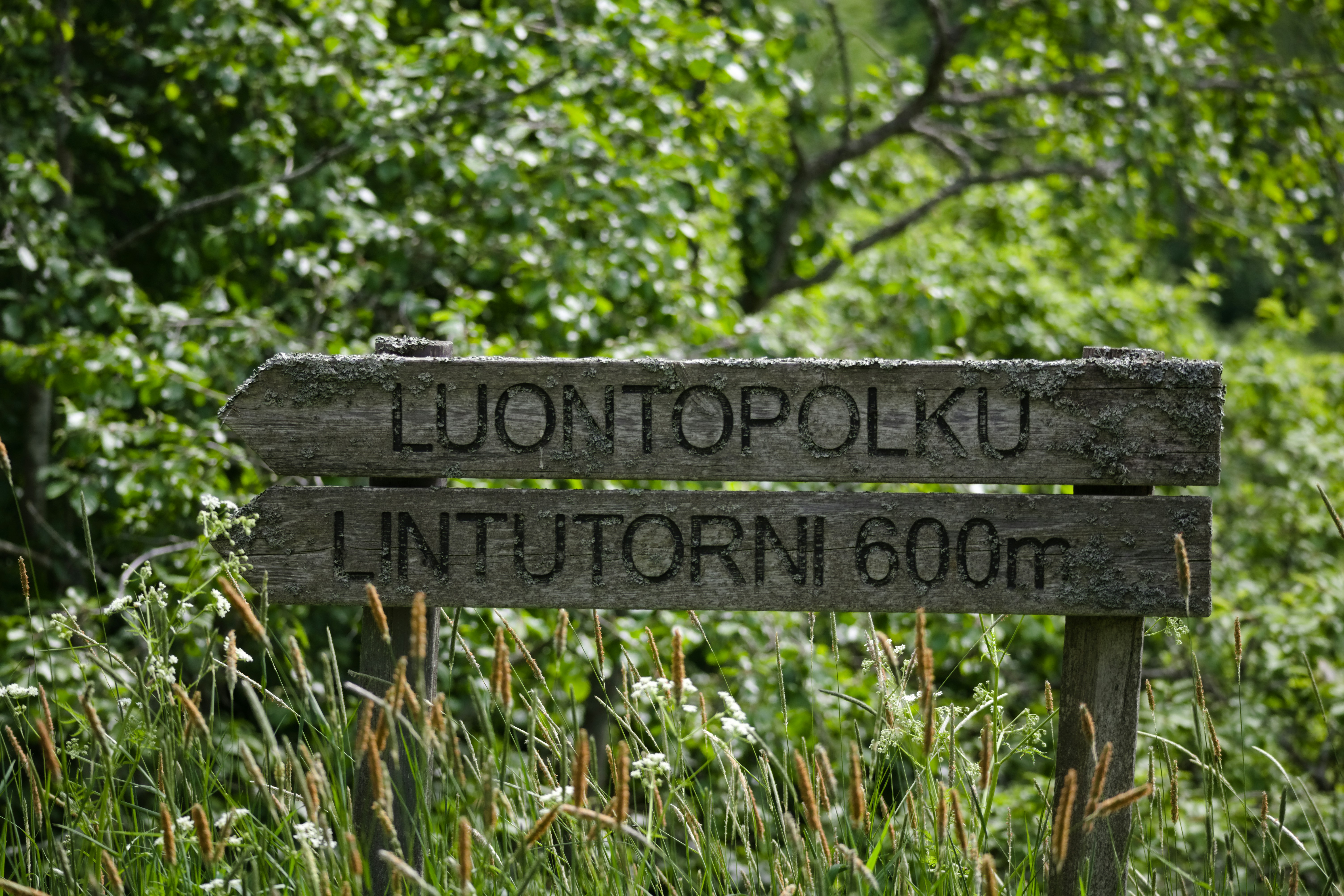 Wooden signpost directing hikers to Luontopolku and Lintutorni, surrounded by lush greenery. 