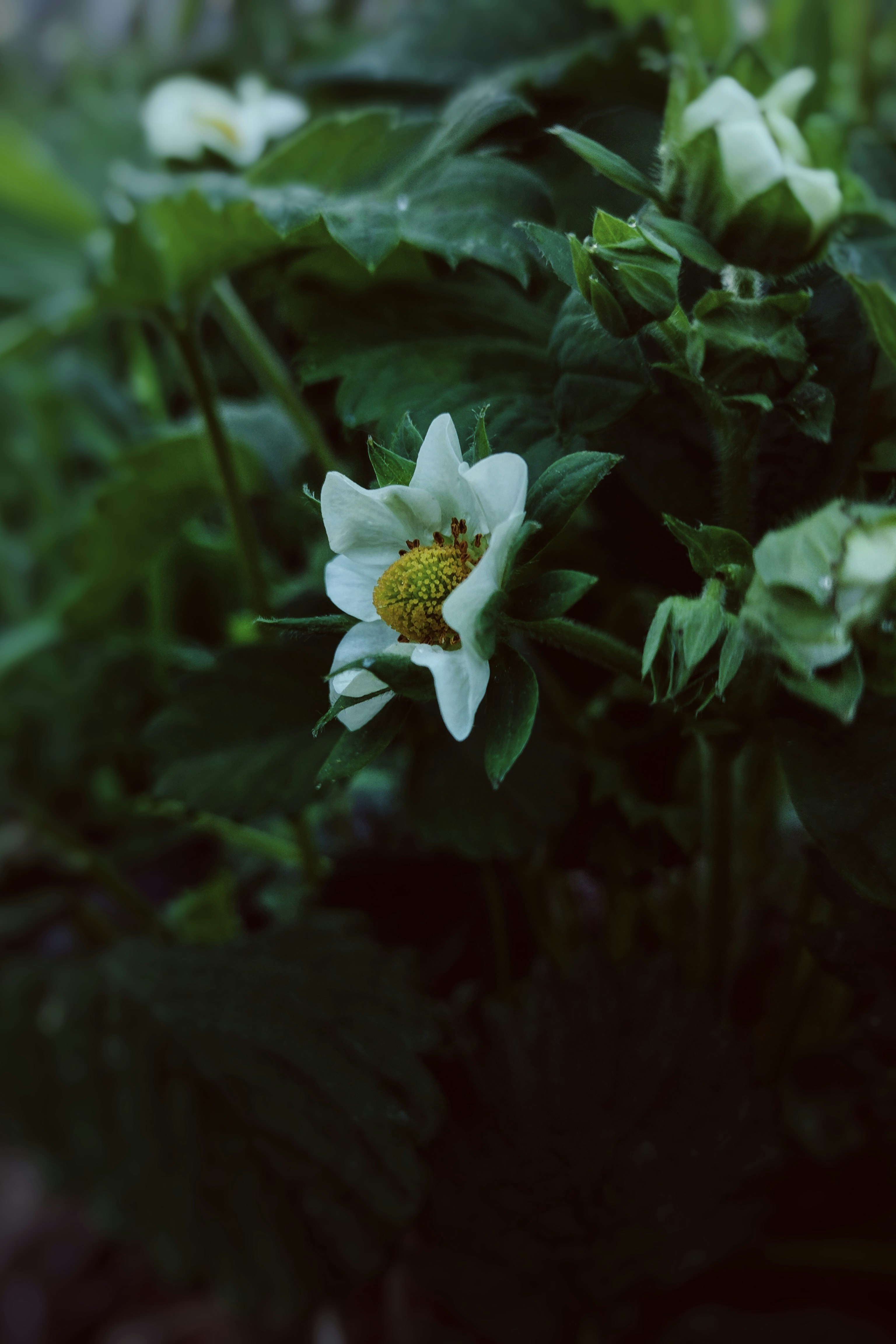 Delicate white strawberry flower surrounded by lush green leaves, showcasing the beauty of nature's renewal.