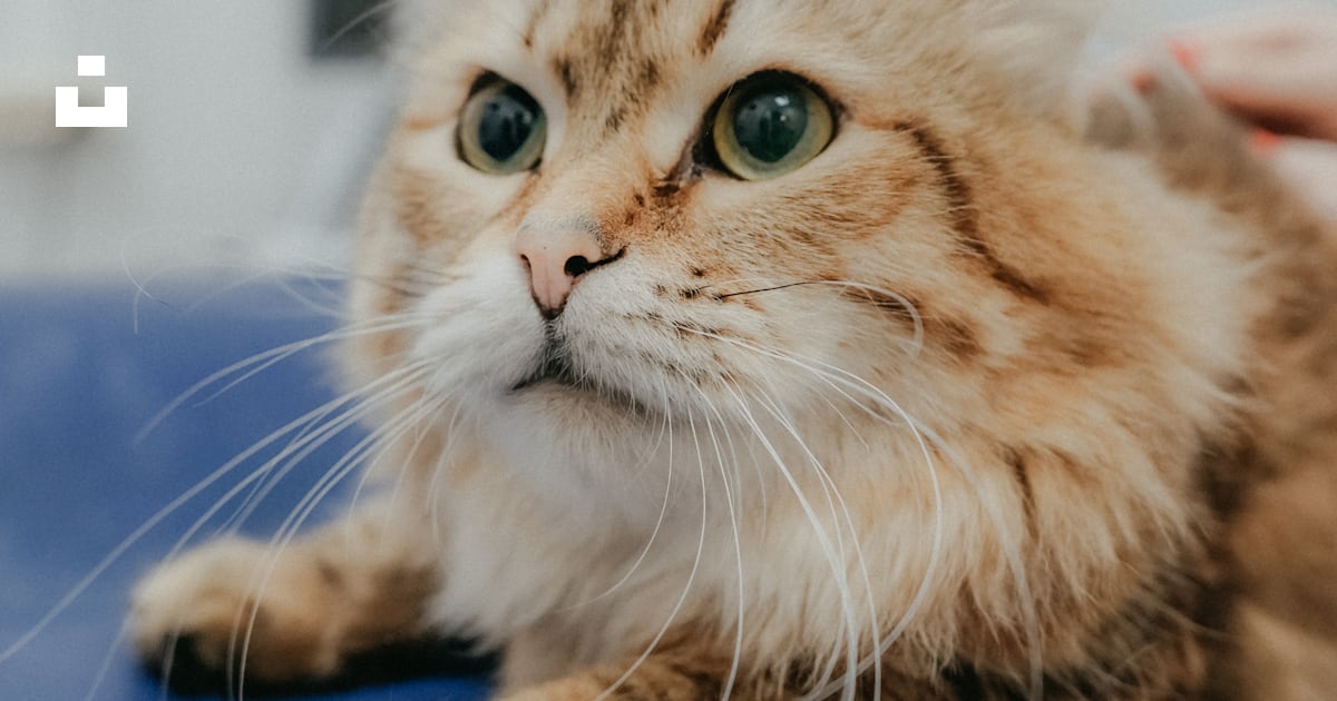 침대에 누워있는 고양이 사진 Unsplash의 무료 고양이 이미지