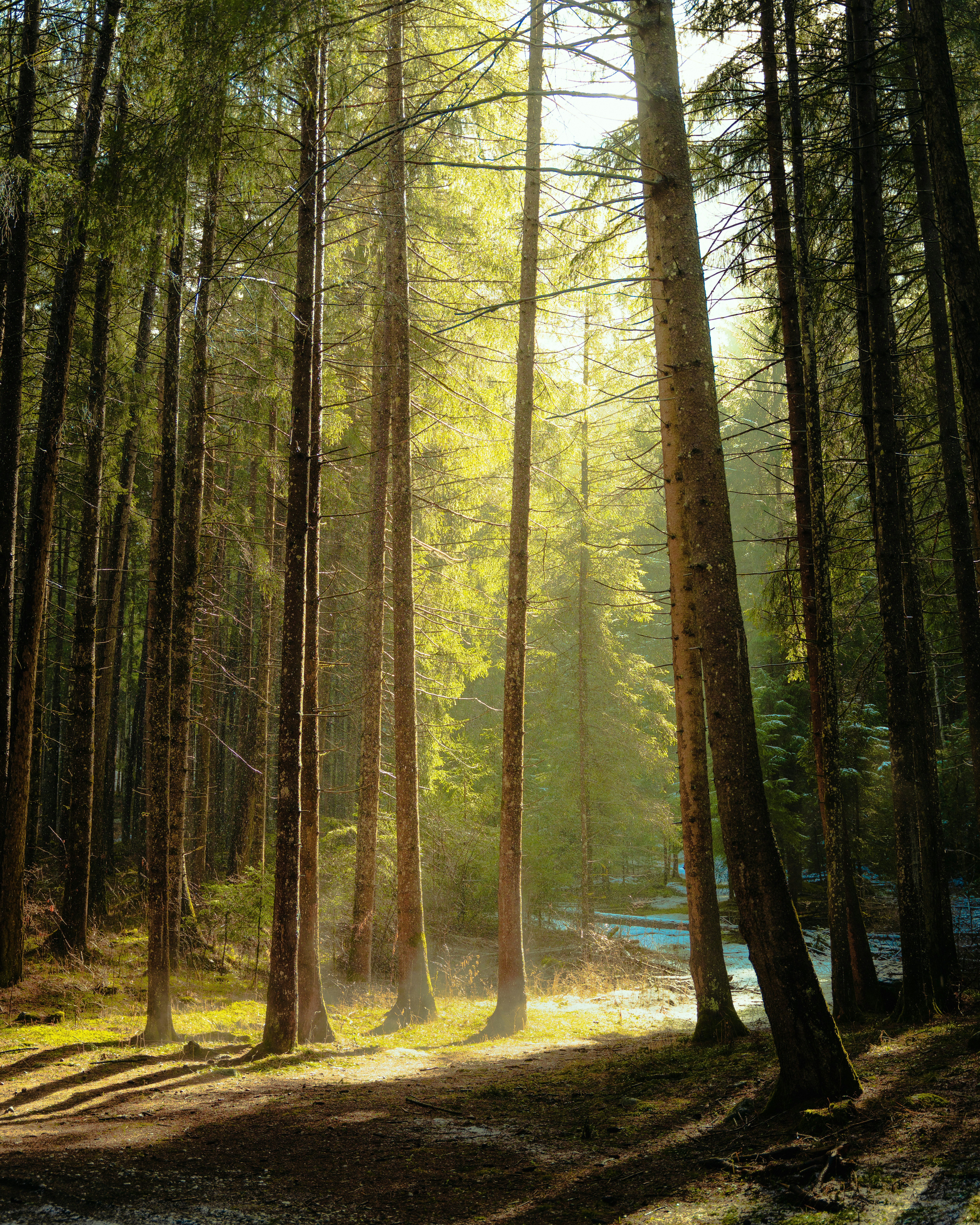 A tree in a wooded area photo – Free Italy Image on Unsplash