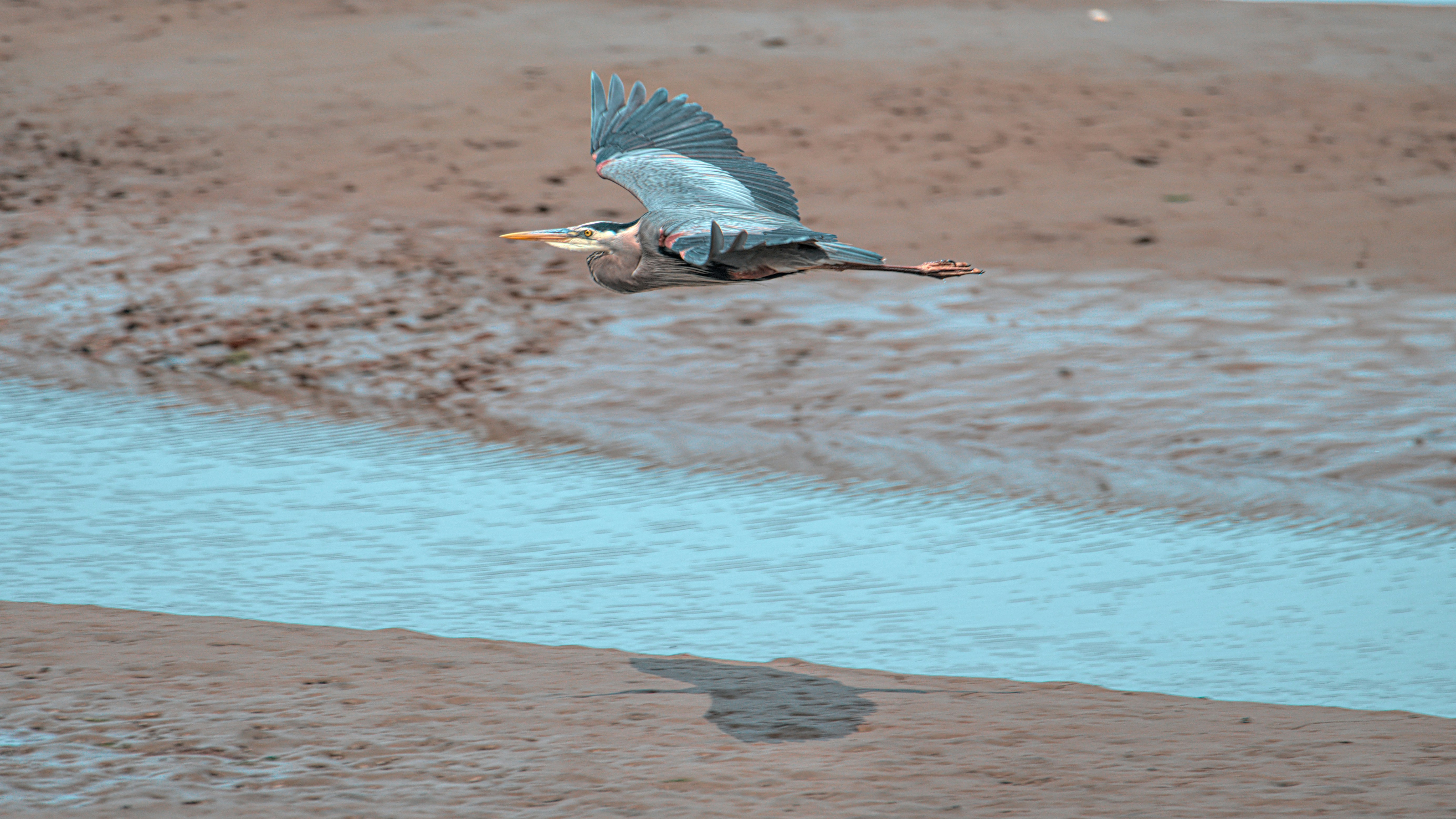 A bird flying over water photo – Free Heron flying Image on Unsplash