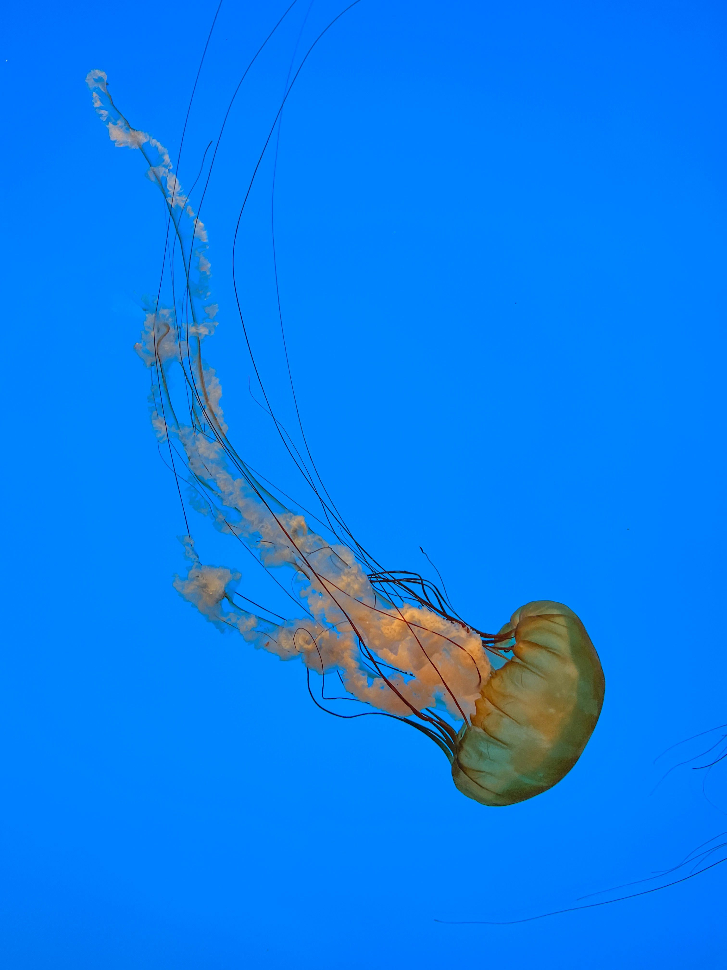 Translucent jellyfish floating gracefully against a vibrant blue backdrop, showcasing its delicate tentacles and ethereal form.