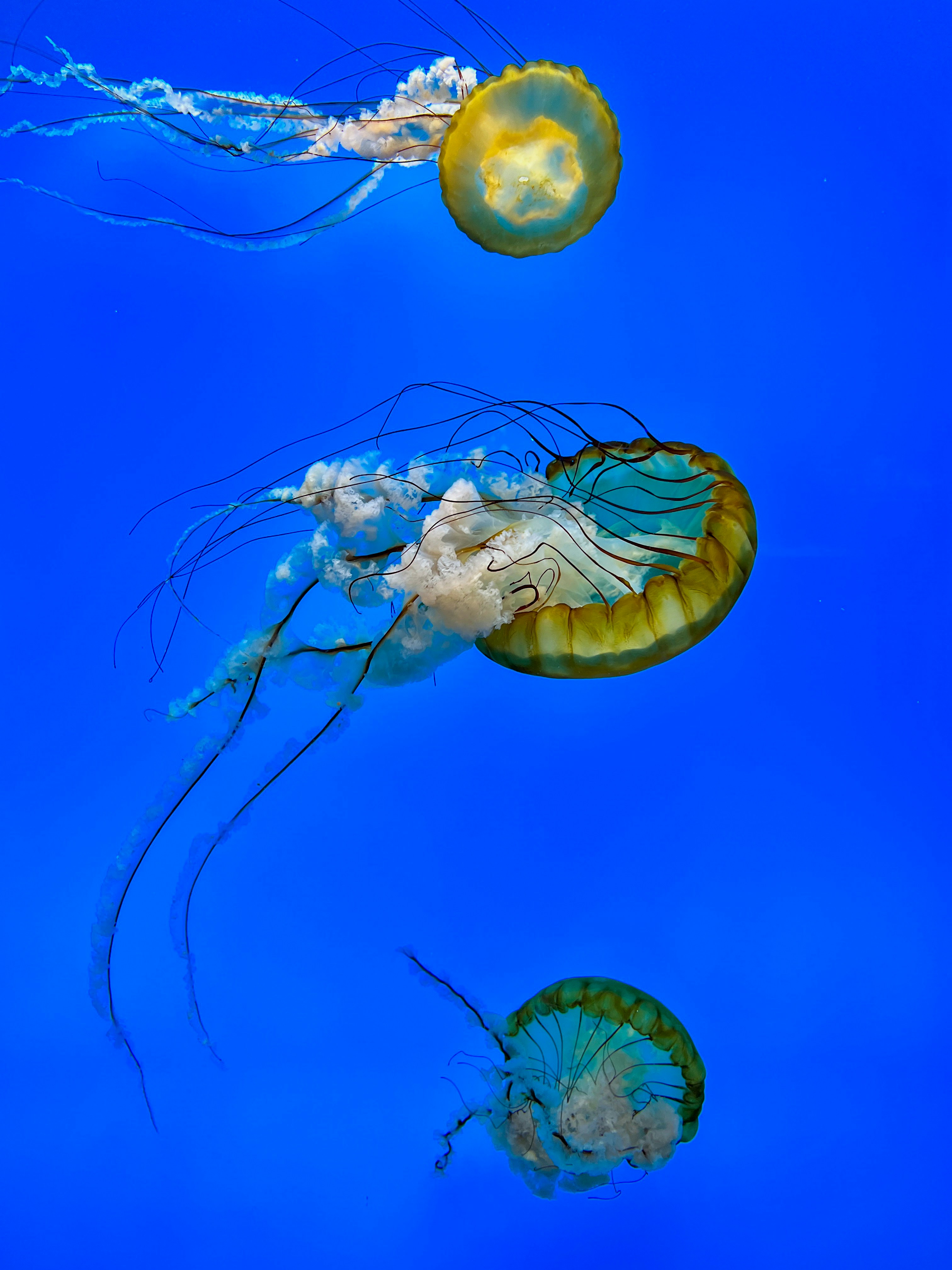 a group of jellyfish in the waterPrasad Panchakshari
