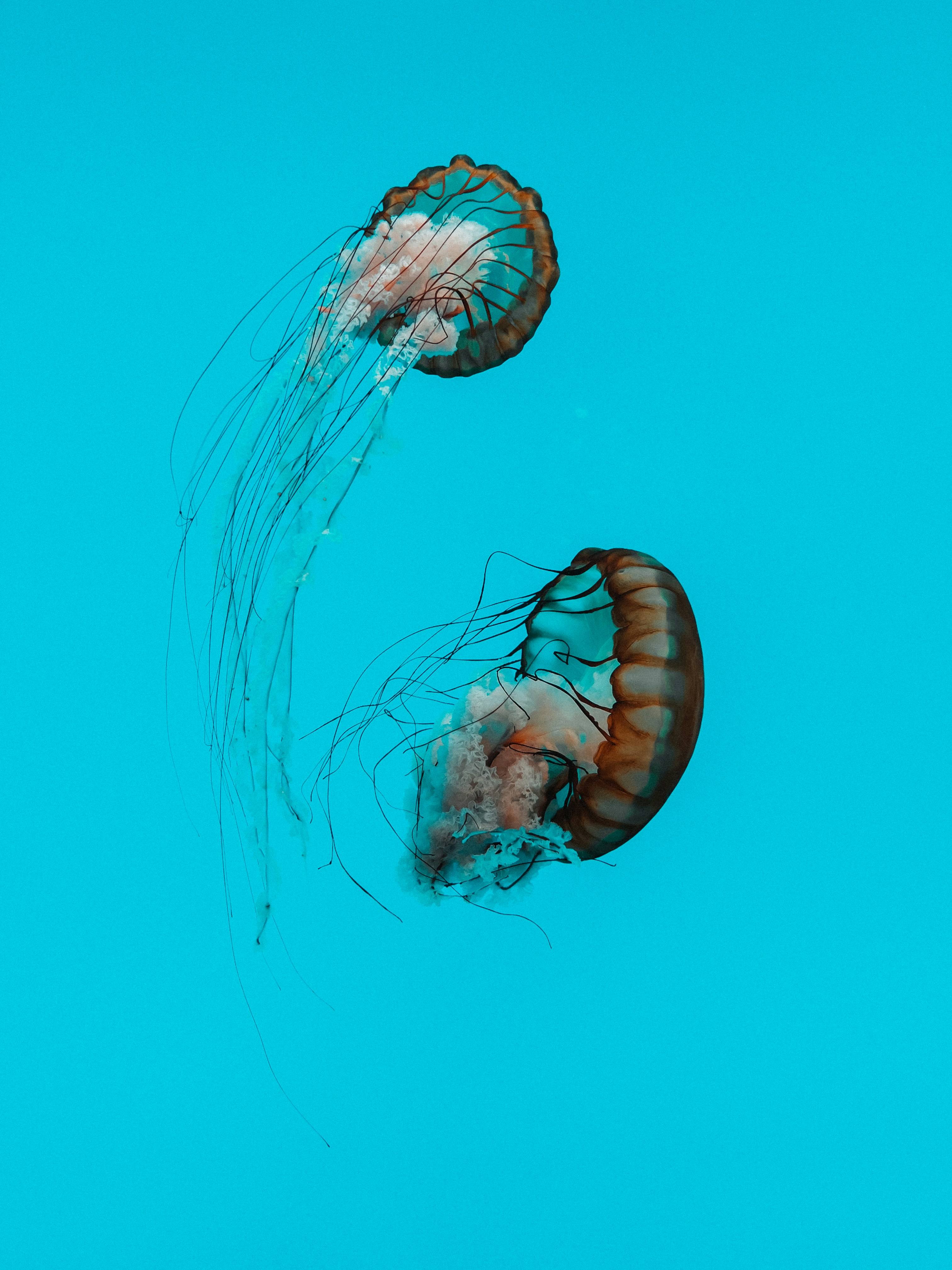 a couple of jellyfish in the waterPrasad Panchakshari