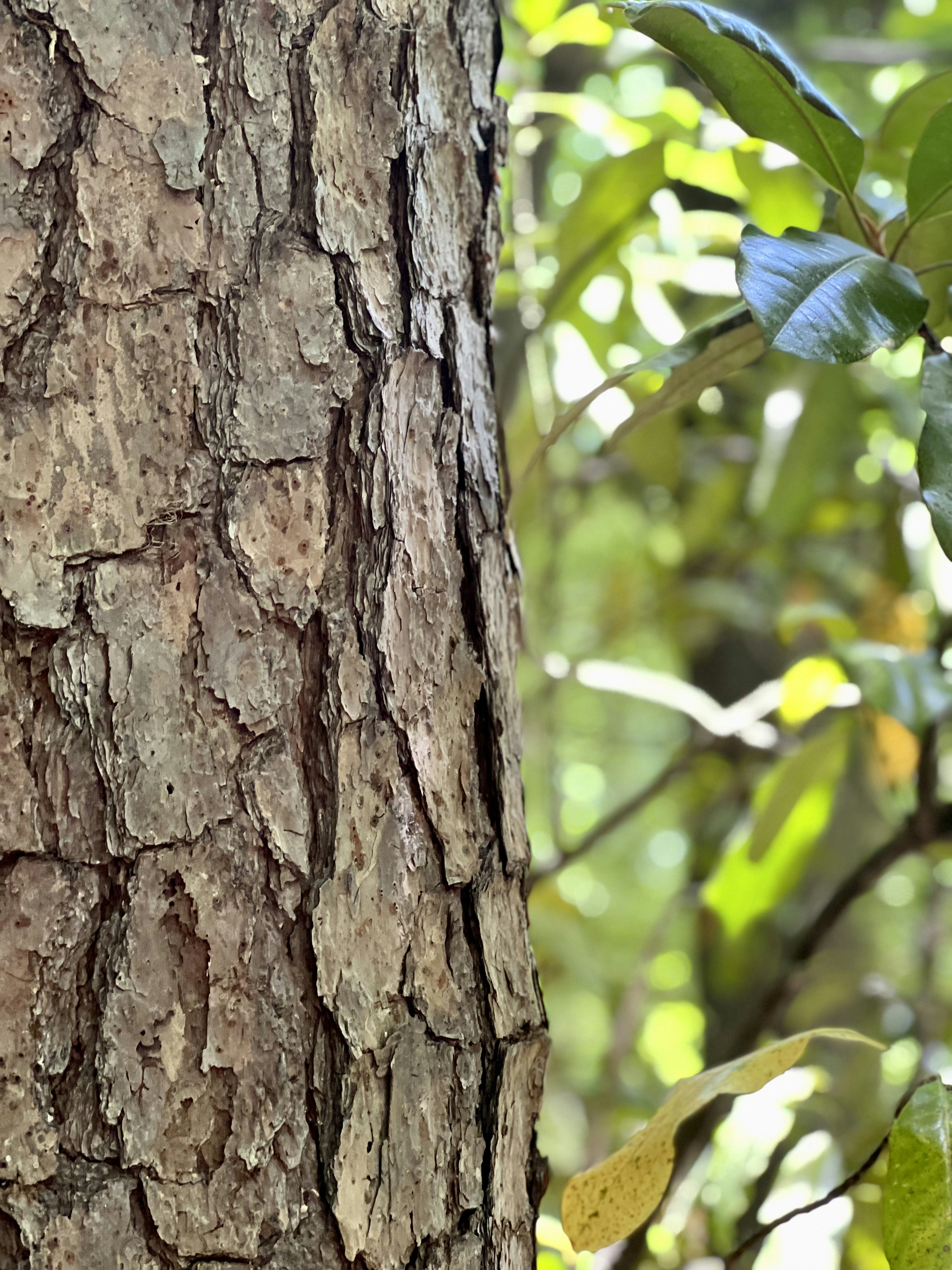 100+ Tree Bark Pictures | Download Free Images on Unsplash