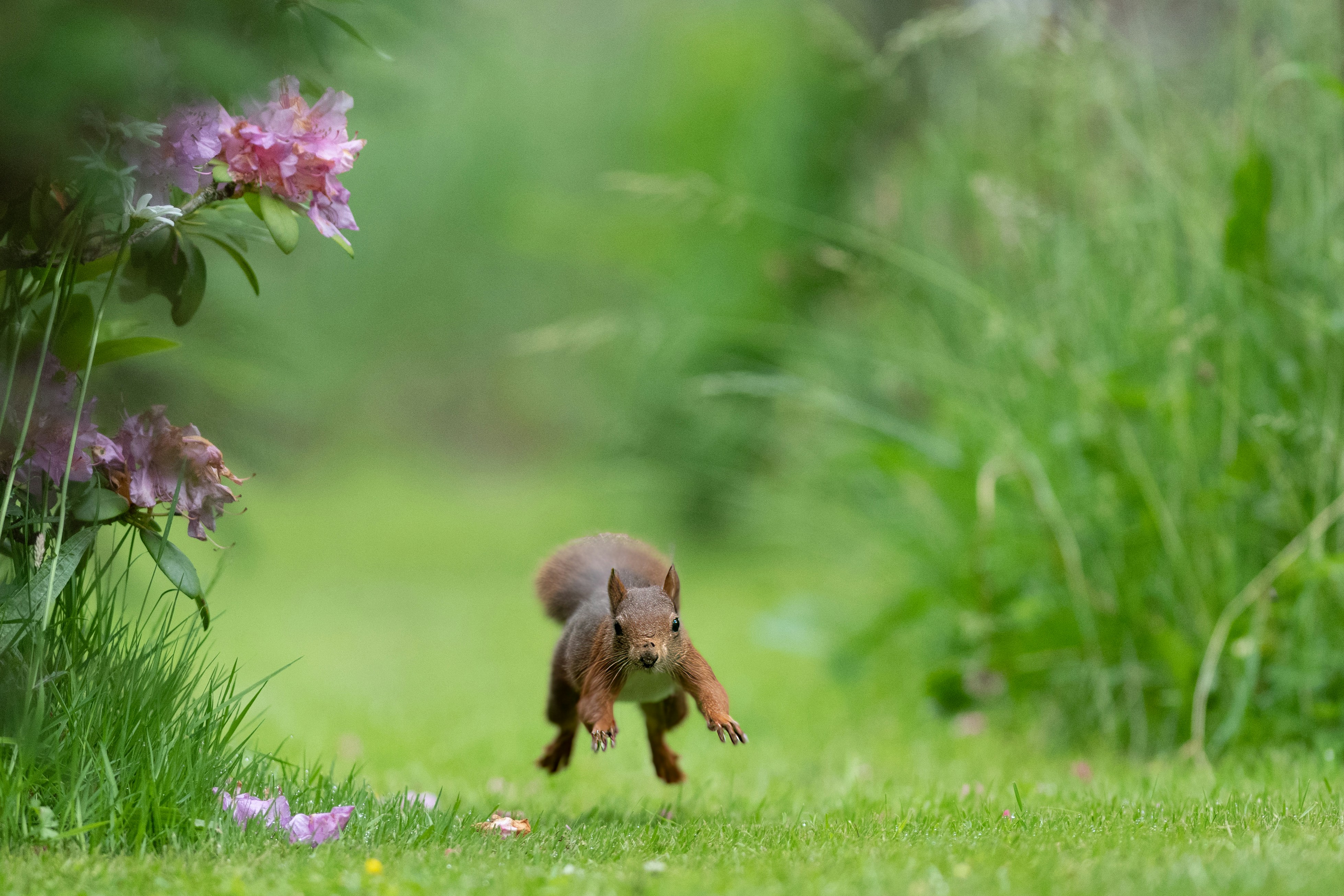 A brown animal running through grass photo – Free The netherlands Image ...