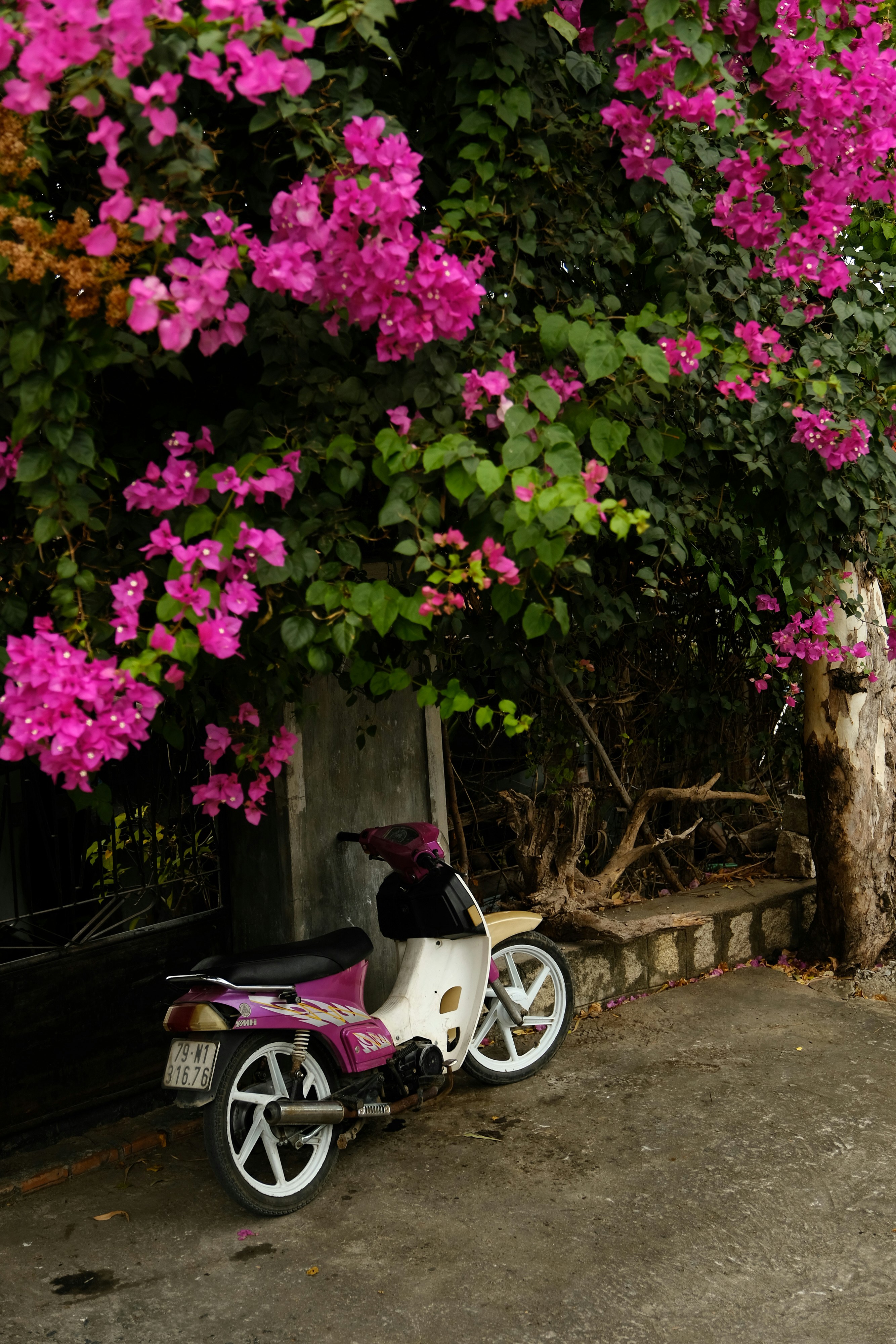 a dog in a pink scooter with a tree in the background