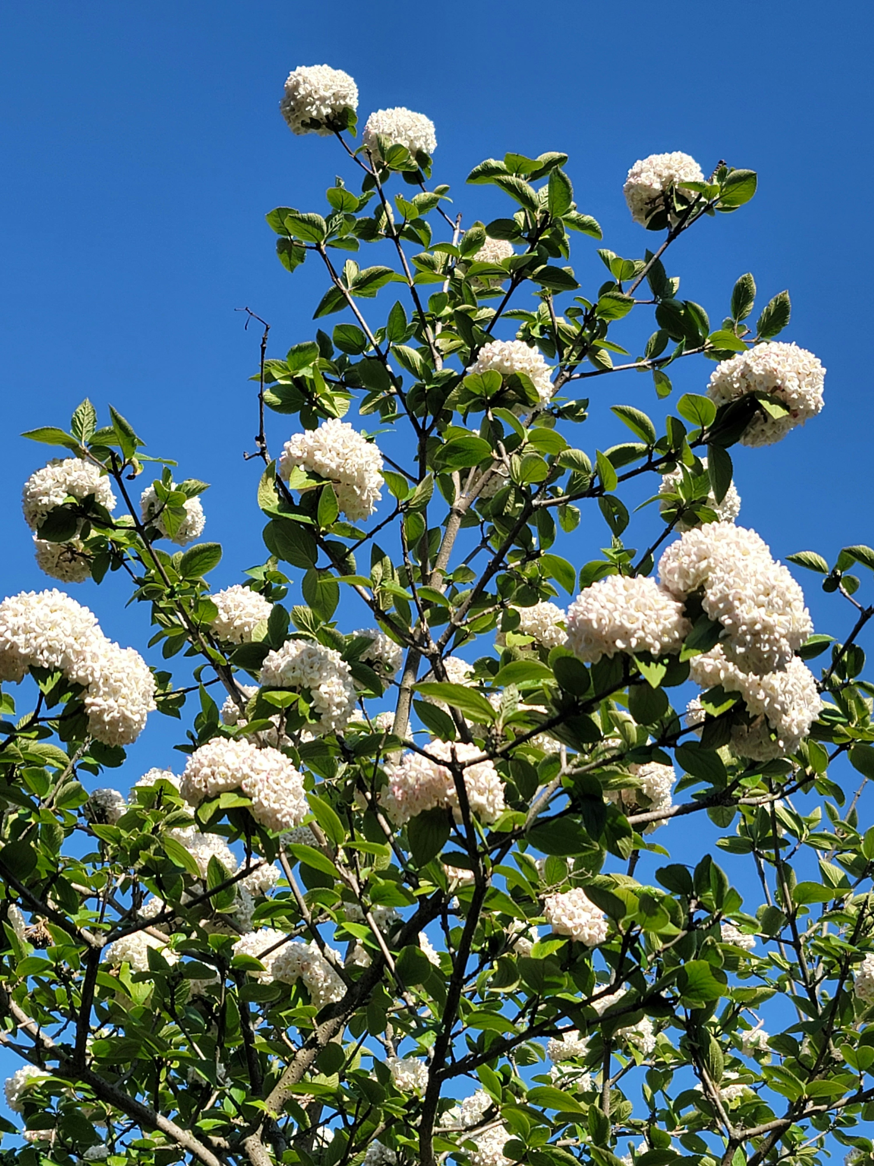 Snowball Viburnum Against a Cerulean Sky