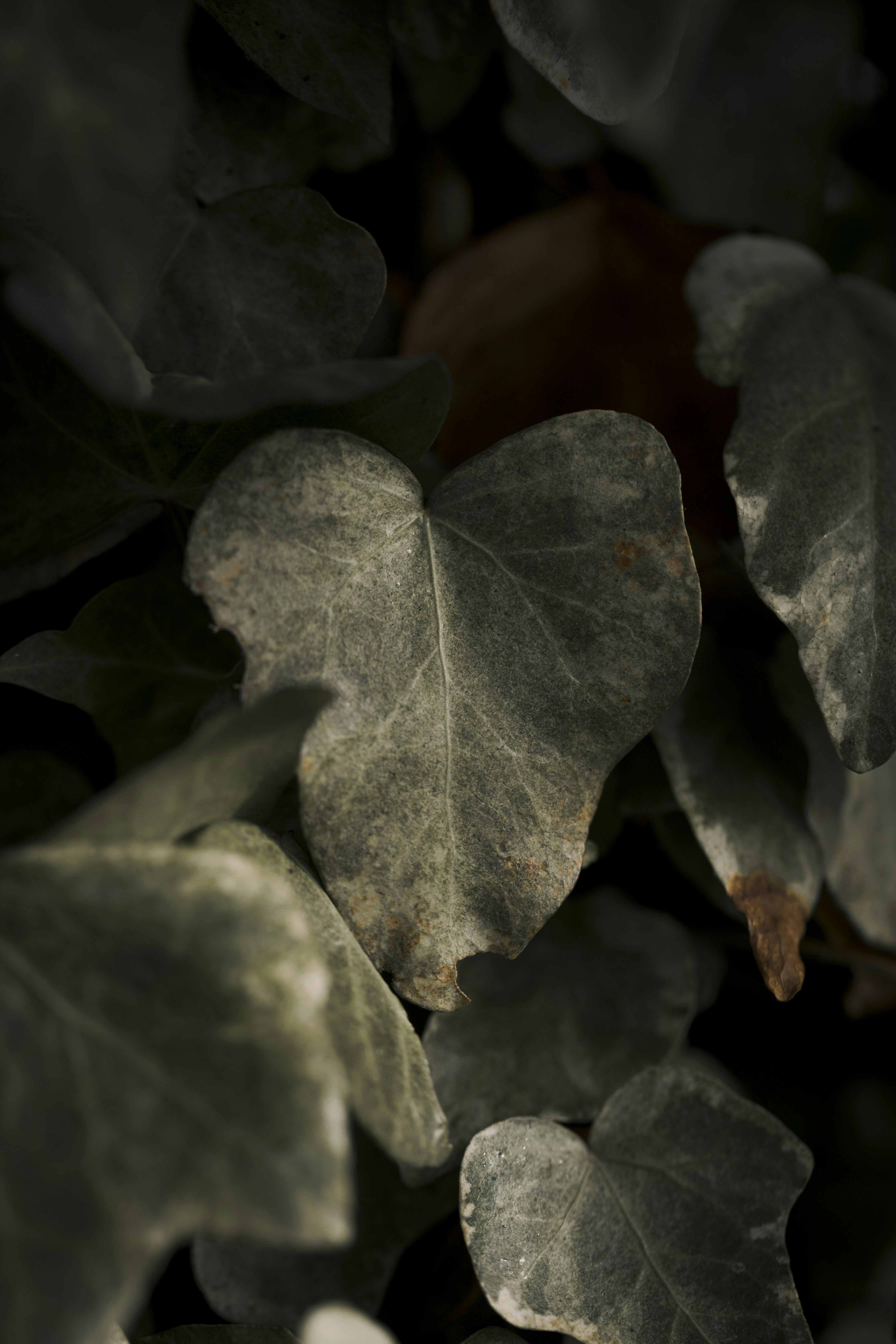 Dusty Ivy Leaves in Shadowed Glow