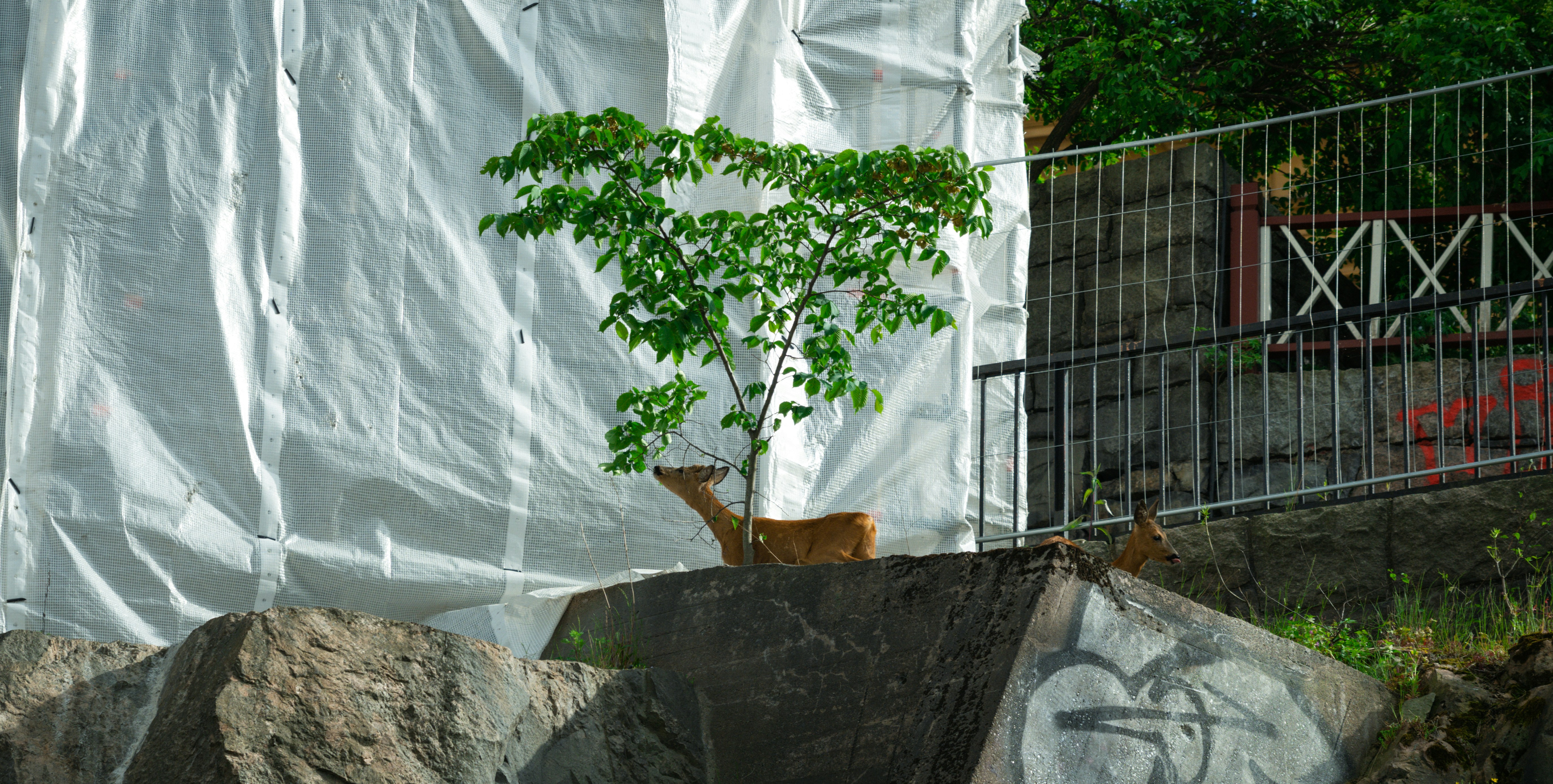 Sapling at the Edge: Green Resilience Beside Tarps and Fences