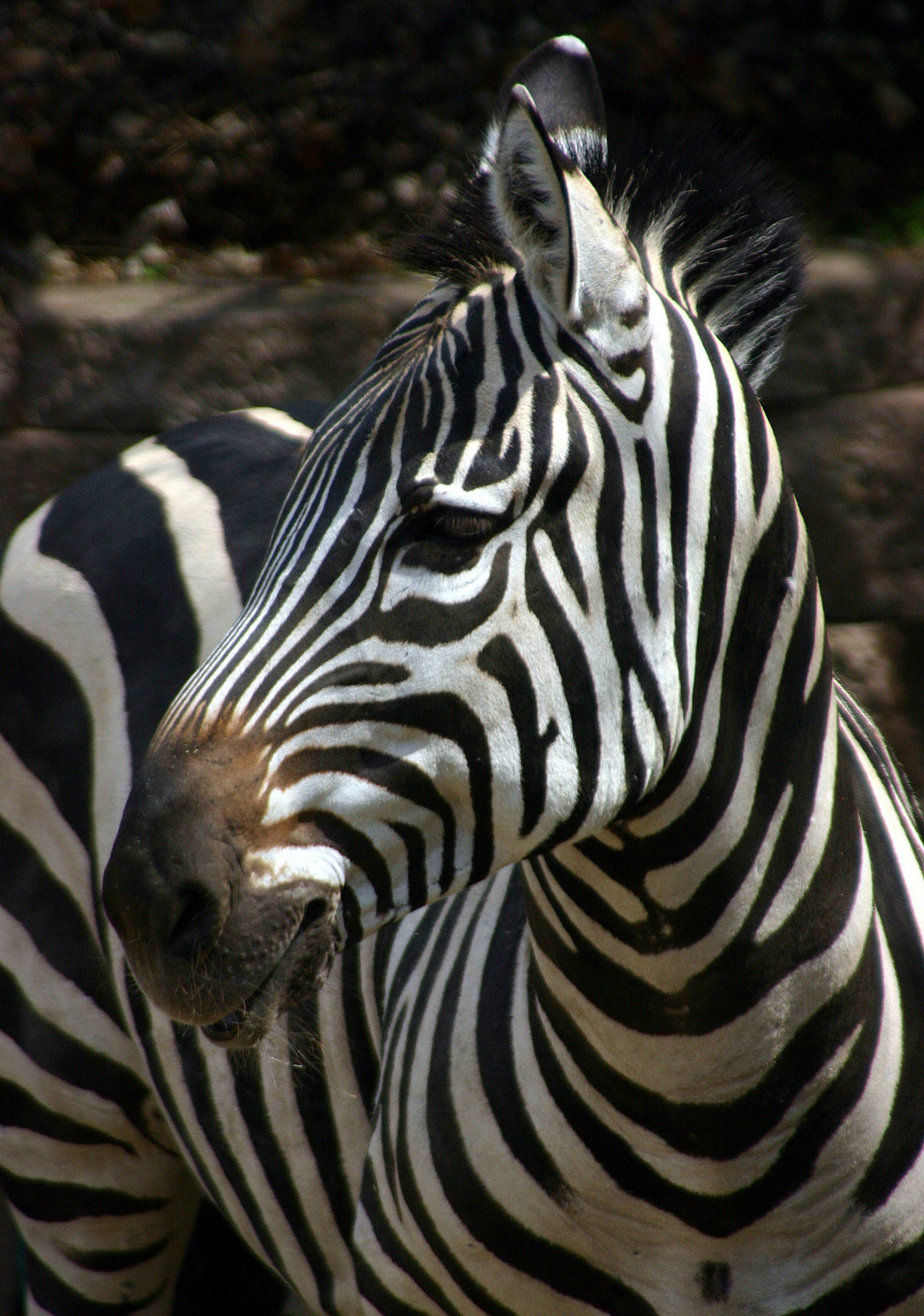 Sunlit Contours: A Zebra Portrait in Bold Stripes