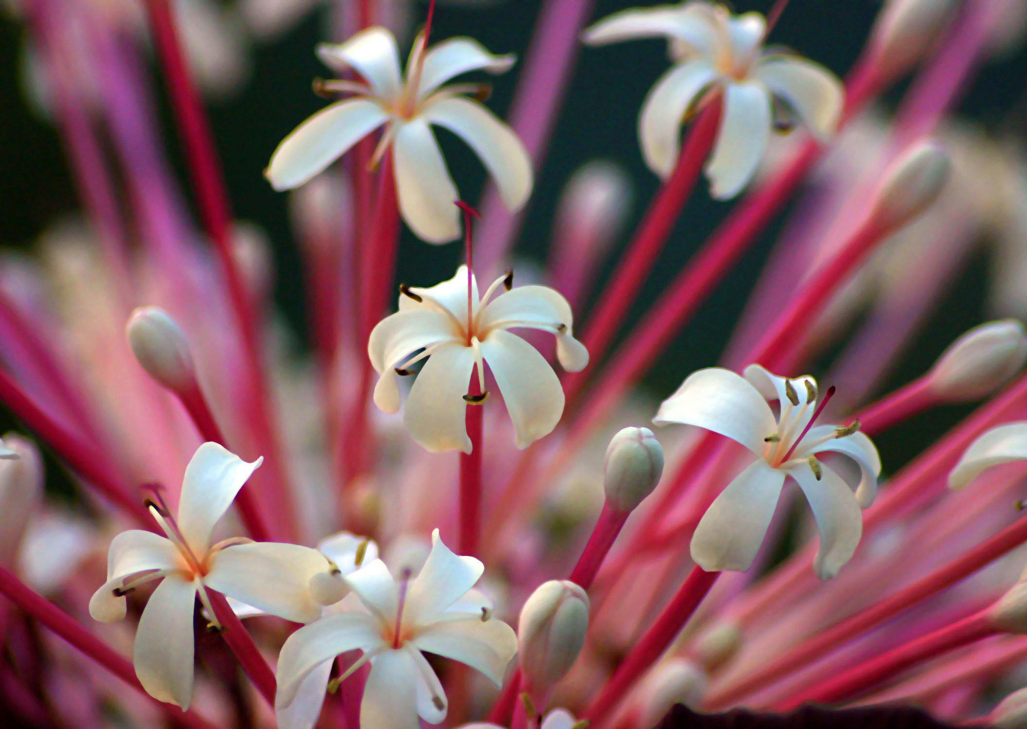 White Plumeria Amid Pink Stamen: A Floral Macro Portrait