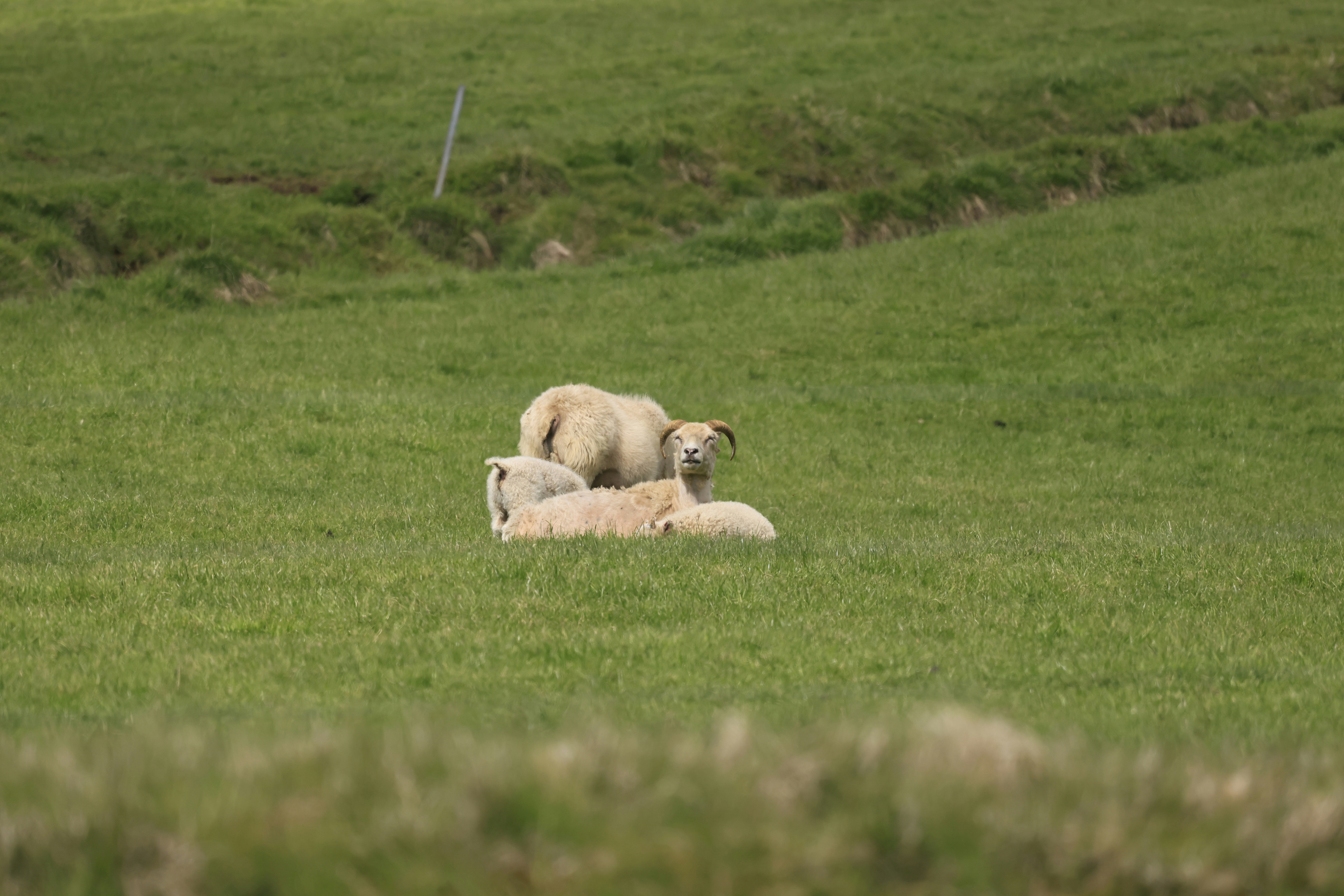 A group of sheep lay in a grassy field photo – Free Iceland Image on ...