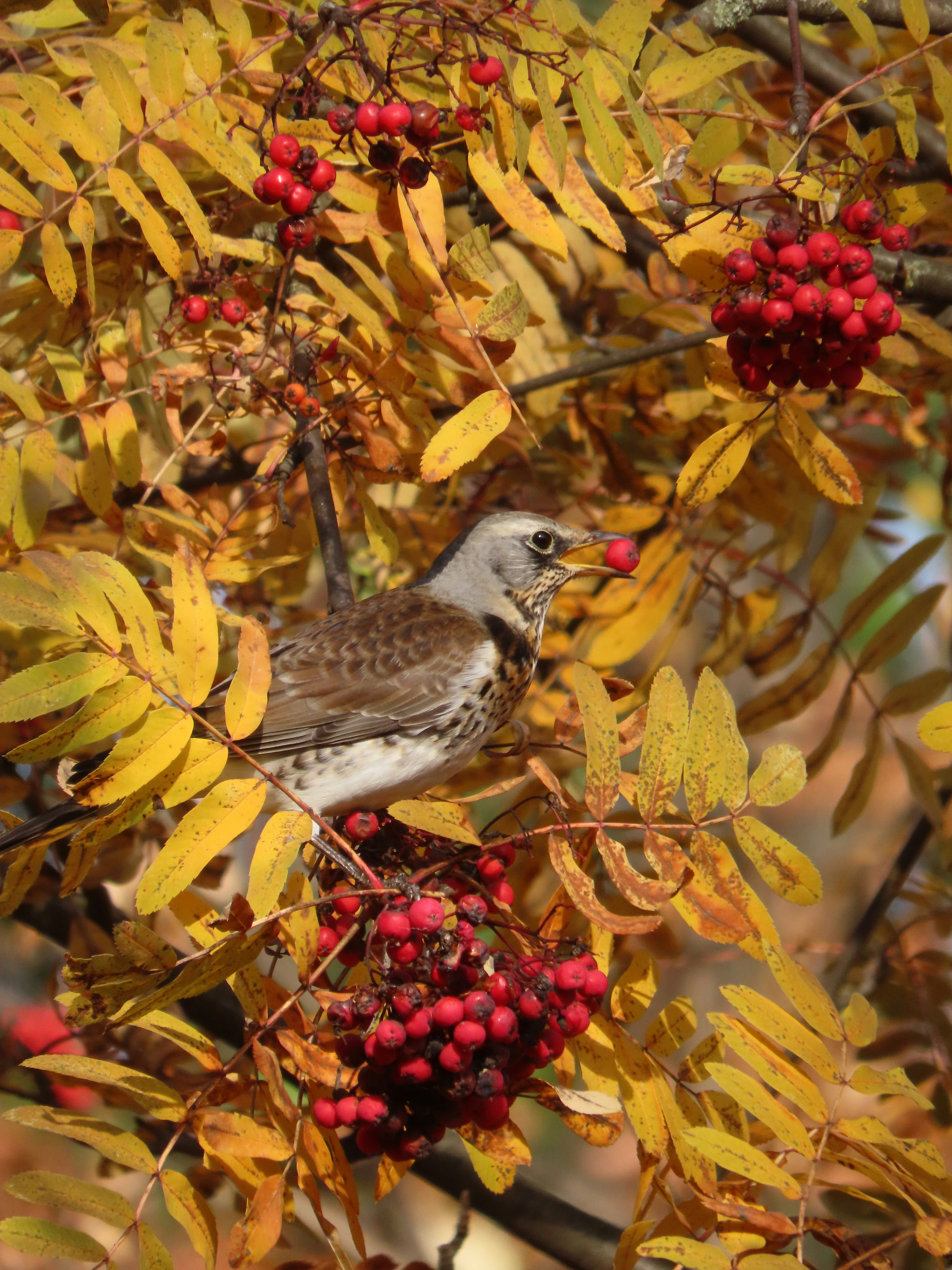 A small songbird perches among vibrant autumn leaves and clusters of red berries. The scene highlights fall color contrasts with the bird as the central focal point.