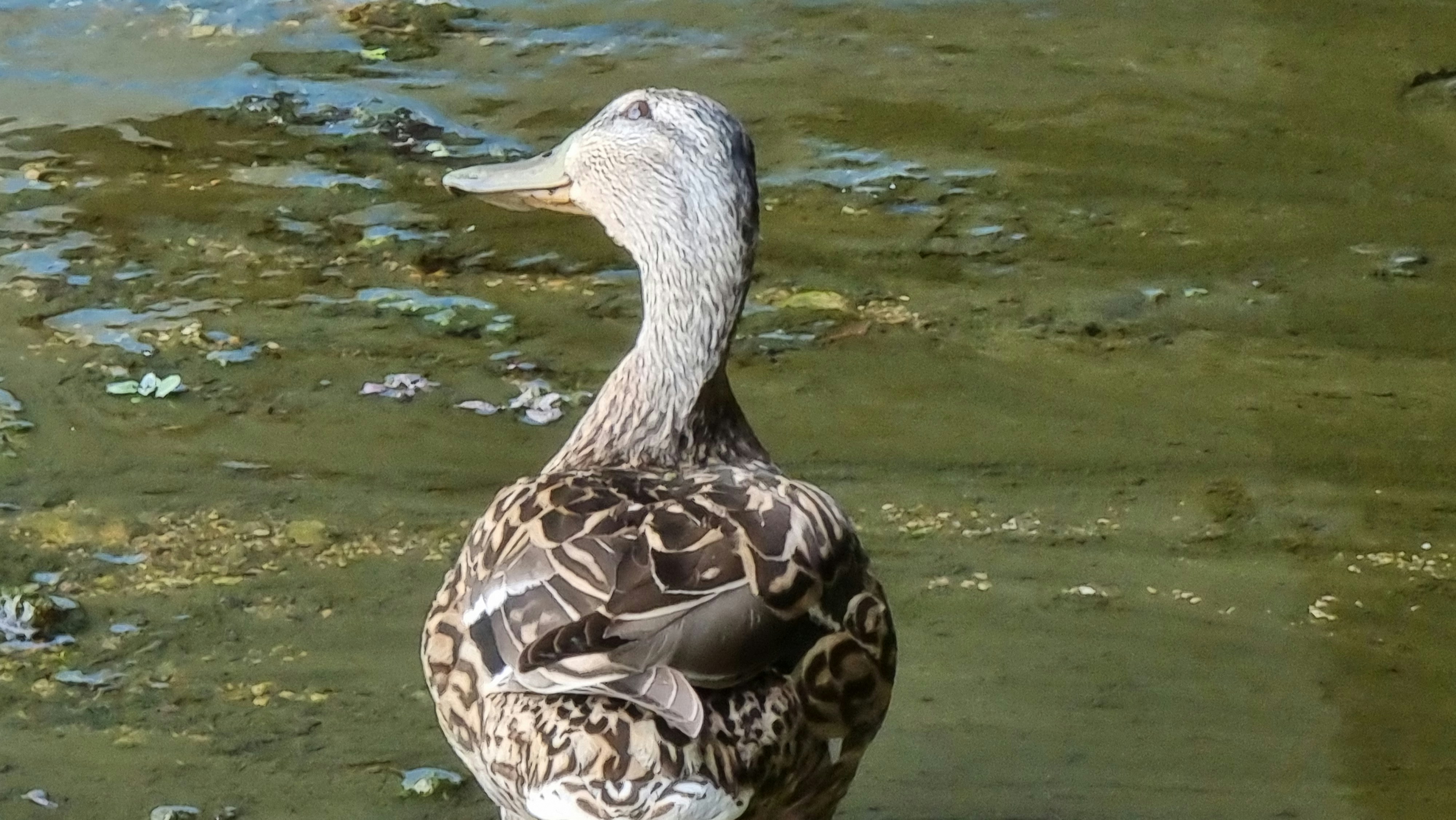 A duck in the water photo – Free Grey Image on Unsplash