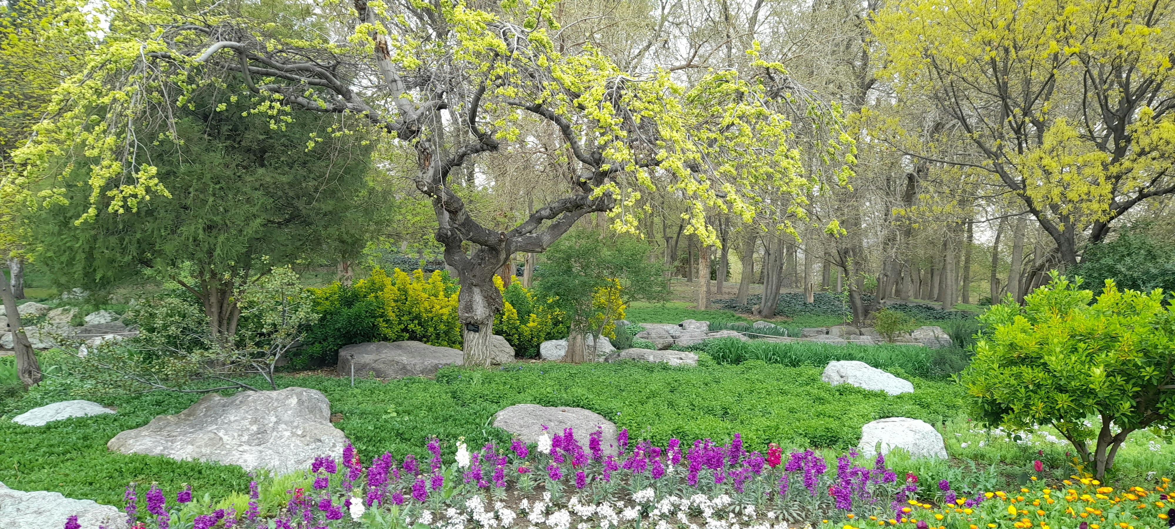 Vibrant garden scene with a stone bed and clusters of purple flowers beneath leafy trees, bathed in soft natural light.