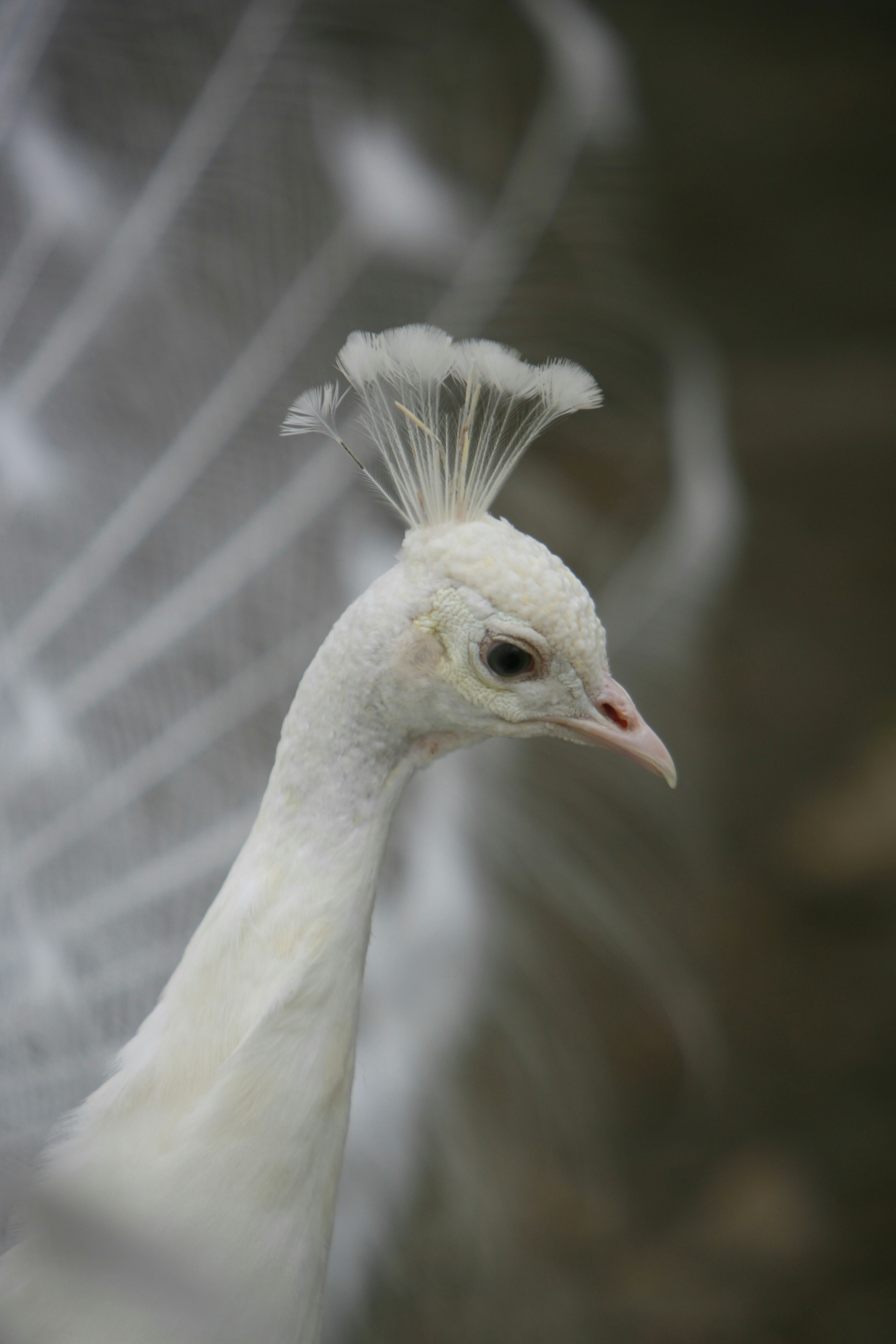 Close-up of a white peacock showcasing its delicate features and plumage. The focus is on its graceful head and unique crest.