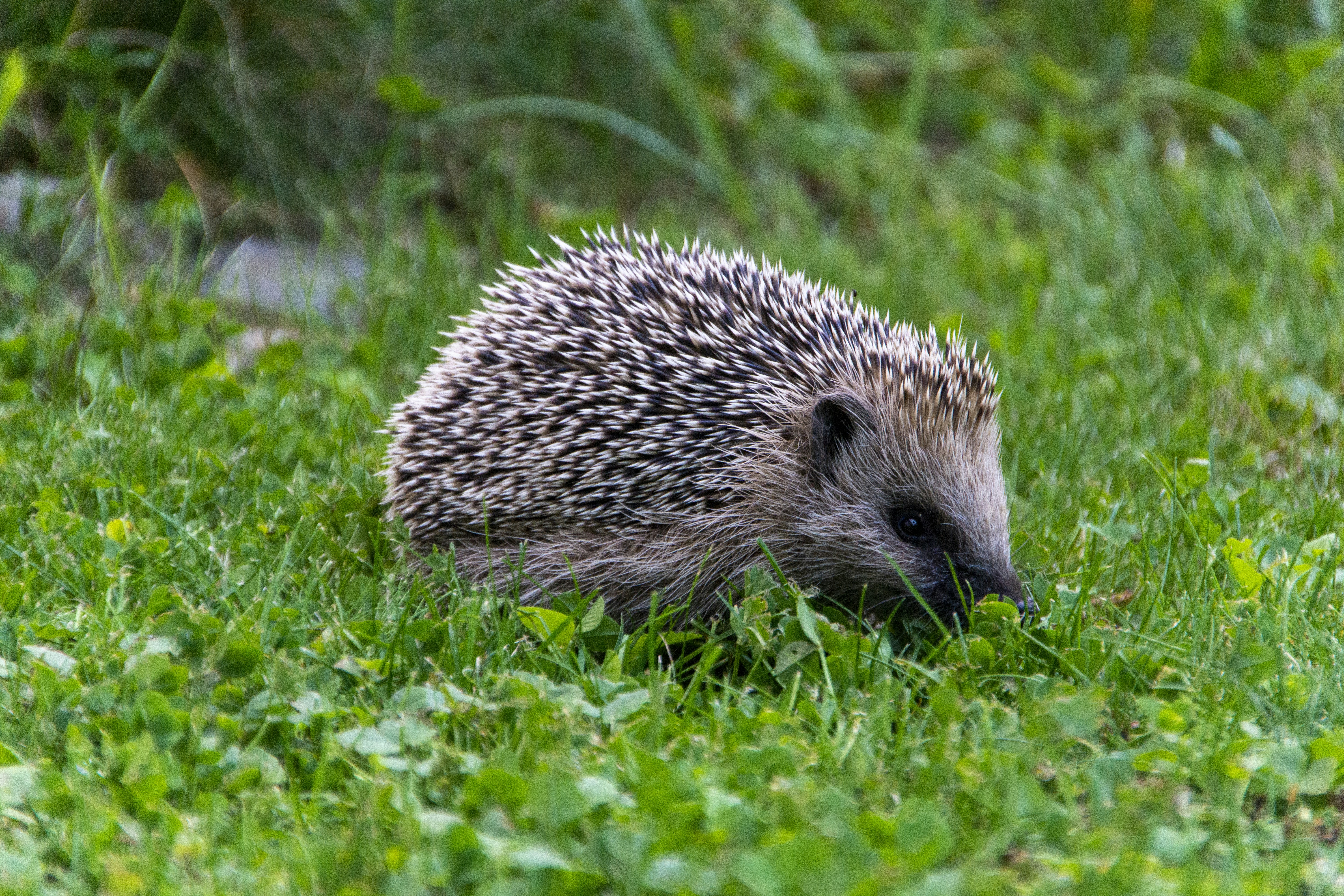 a hedgehog in the grass