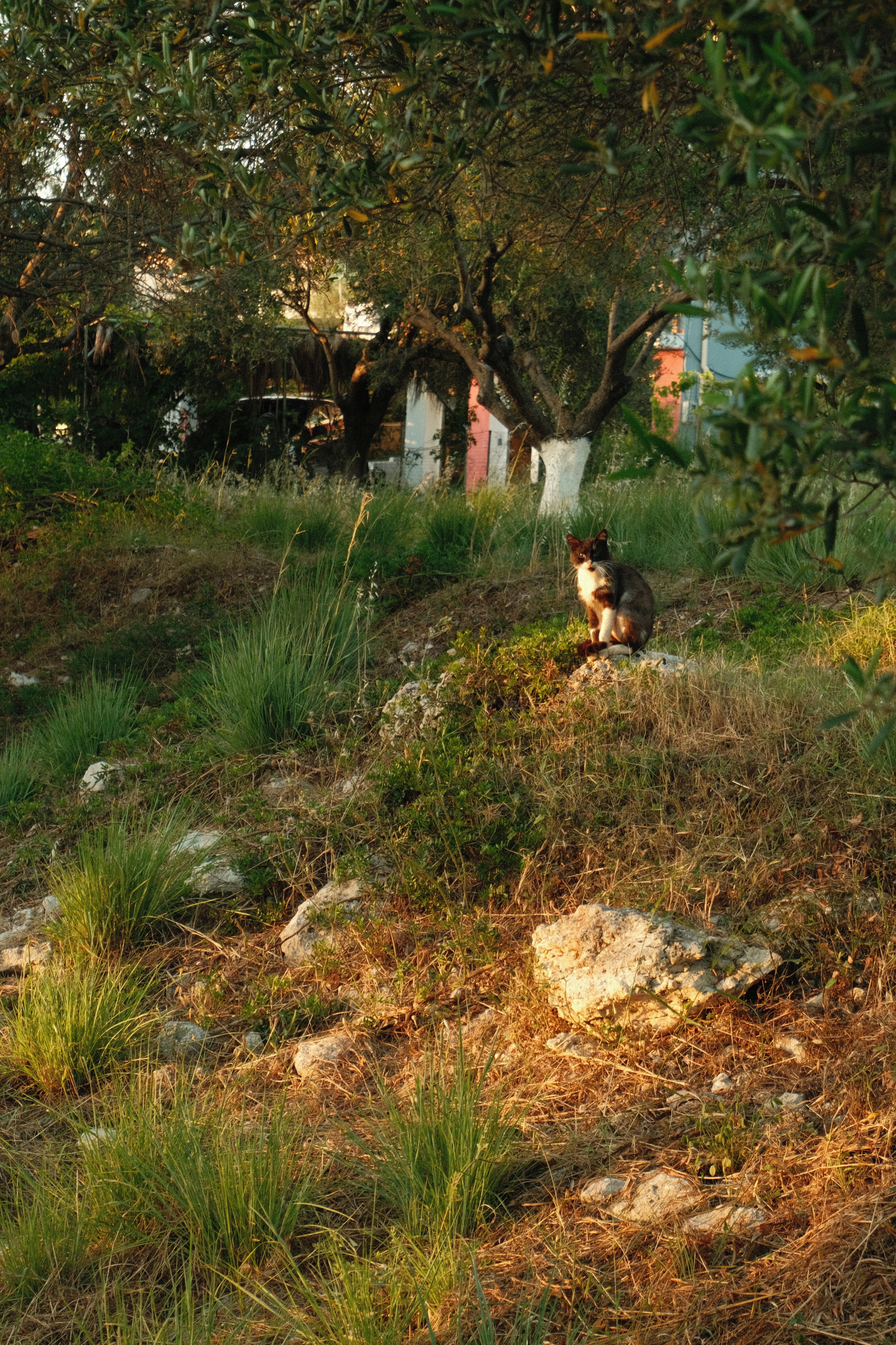 Sunlit Sentry: A Small Dog on the Olive-Tree Slope