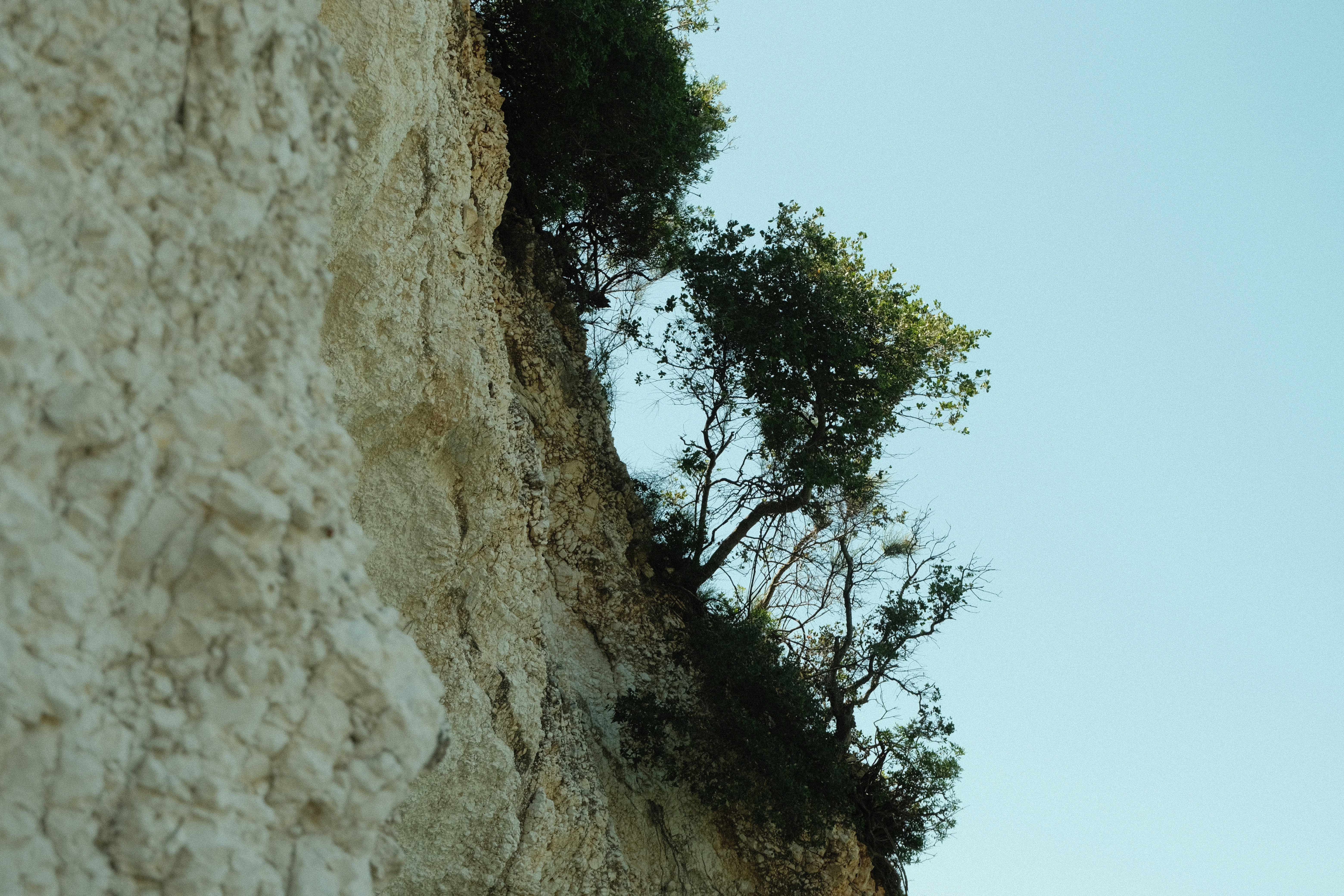 a tree growing in a sandy area