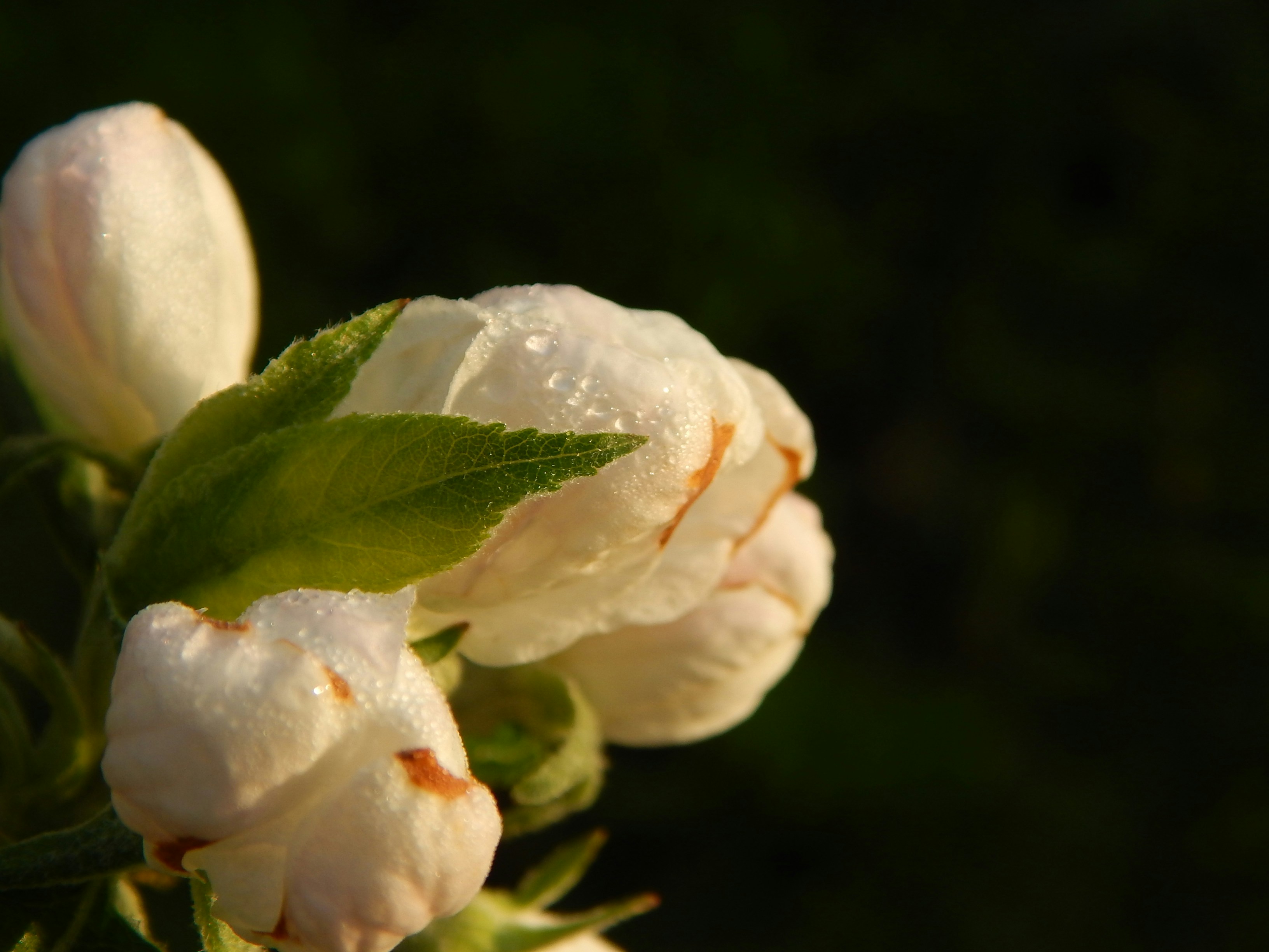 Delicate flower buds glistening with dew against a softly blurred green backdrop.