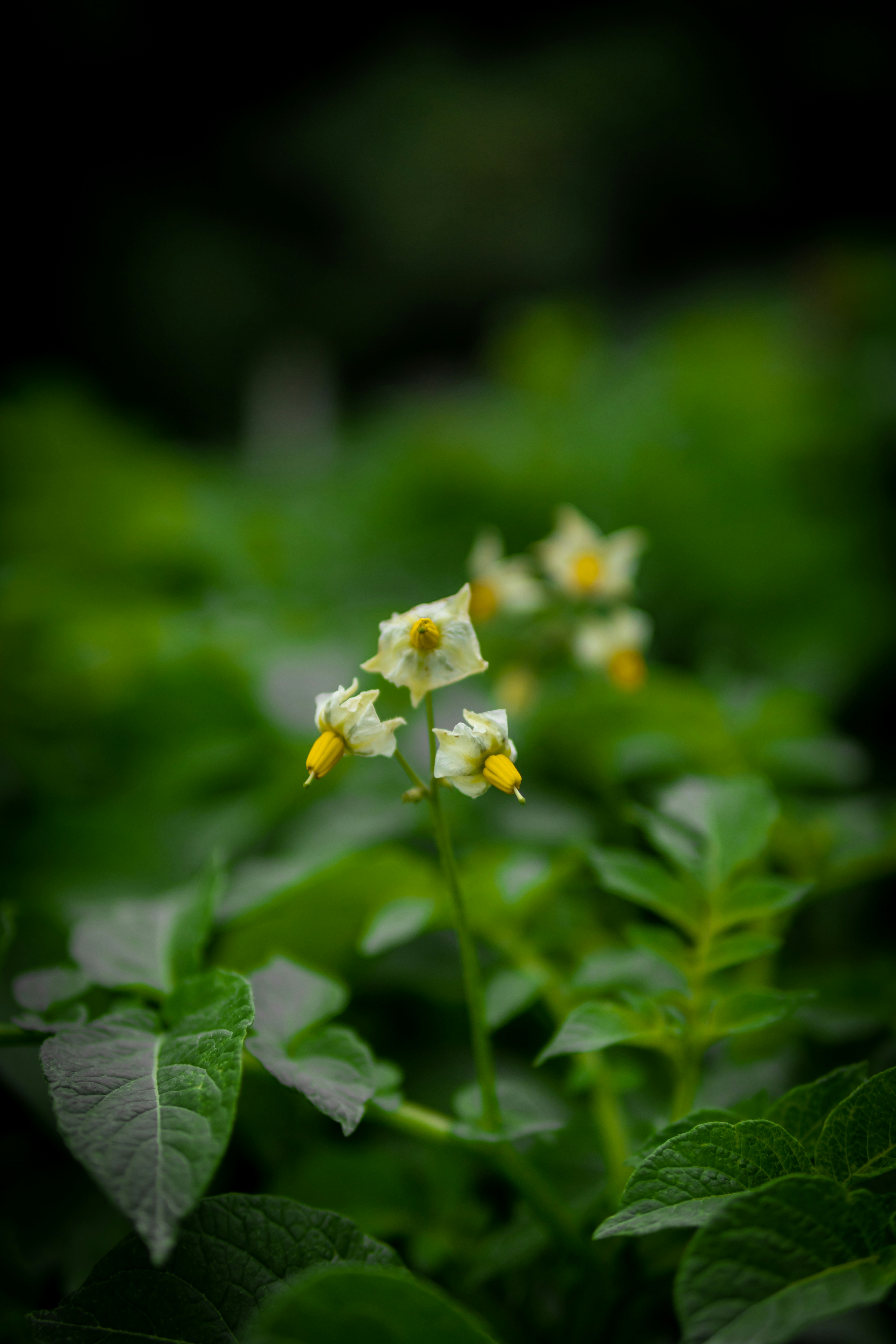 Whispers of White and Gold: Tiny Blossoms Above a Velvet Green