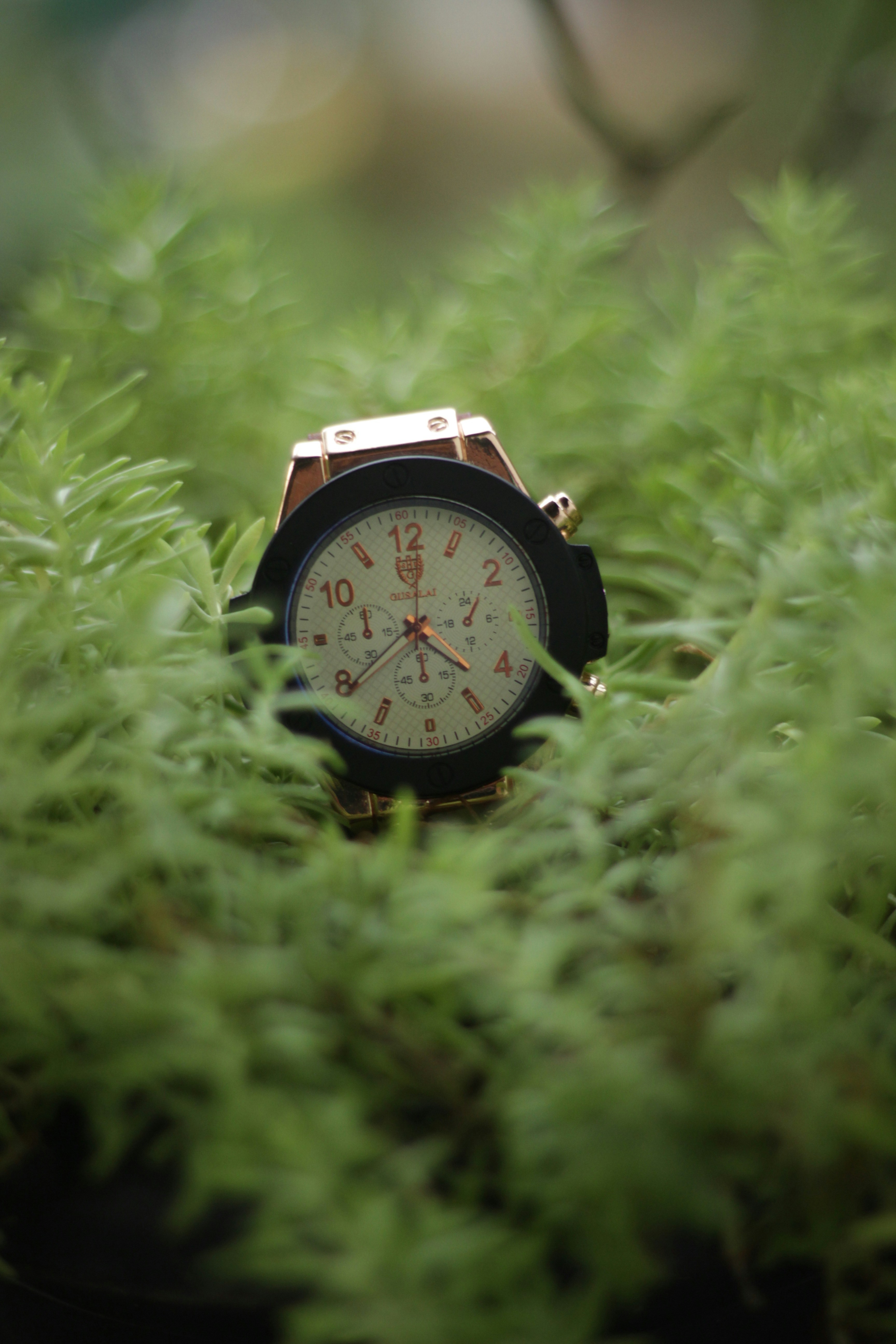 A watch on a tree photo – Free On grass Image on Unsplash