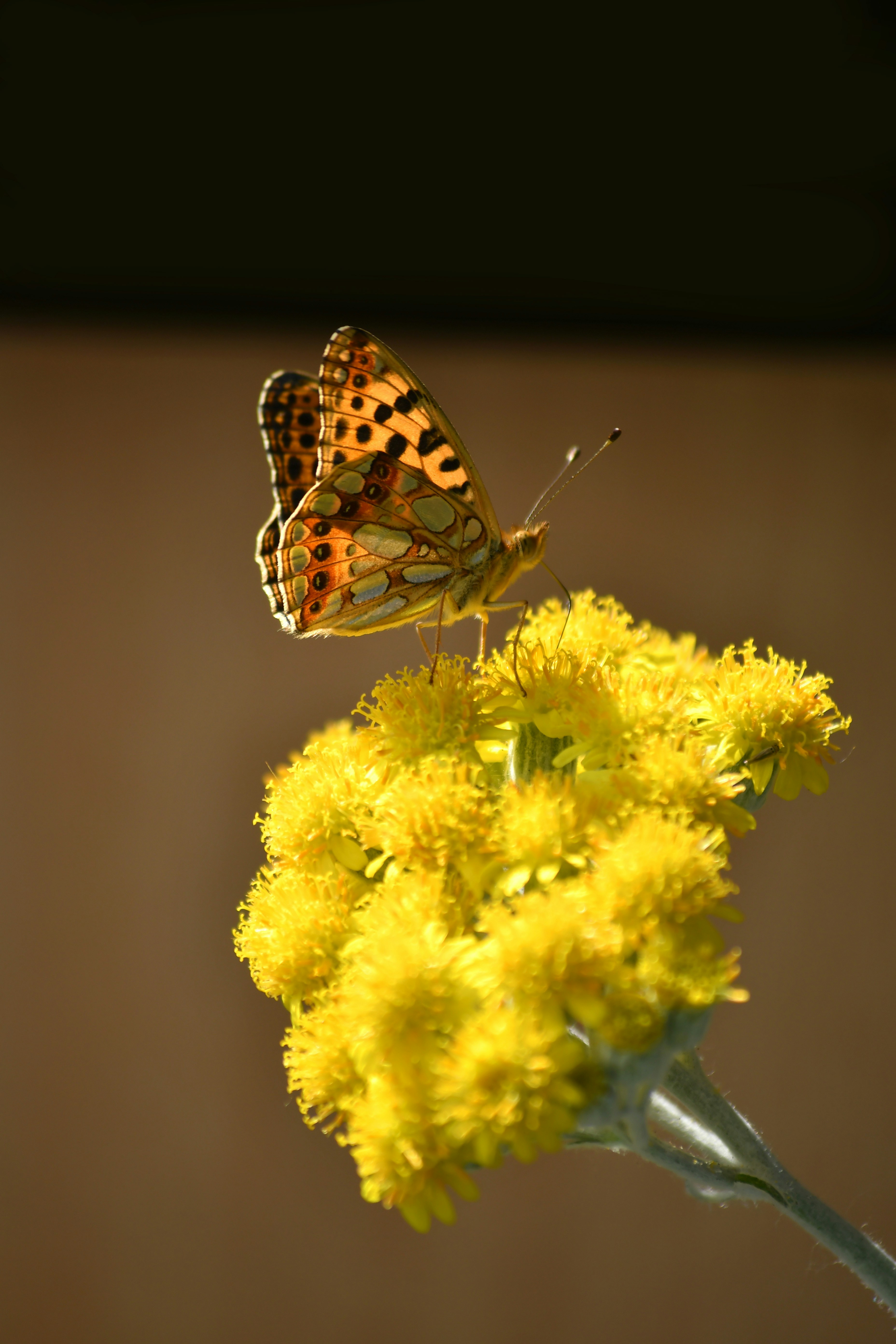 Painted Lady on a Sunlit Yellow Crown