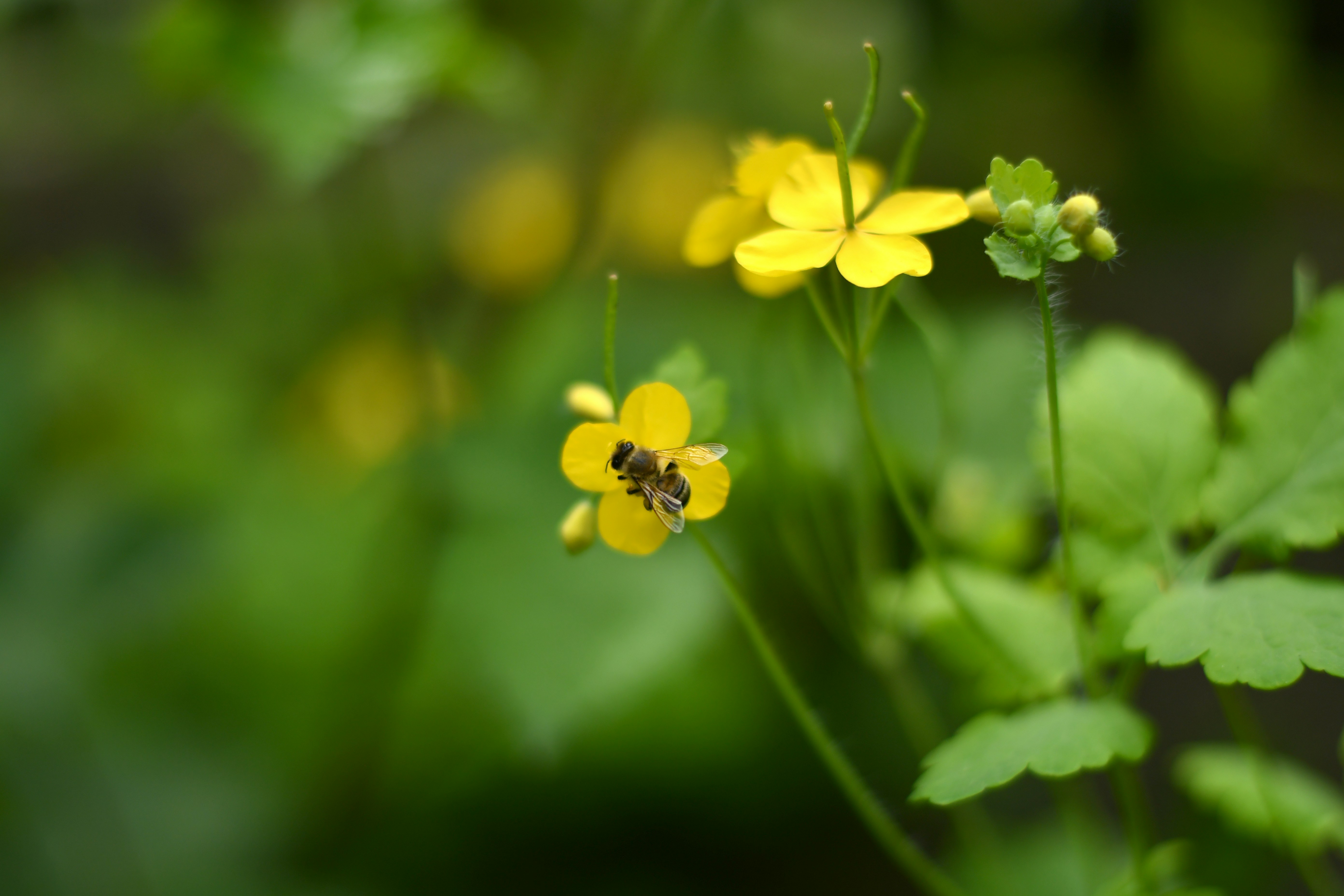 A bee on a yellow flower photo – Free Serbia Image on Unsplash