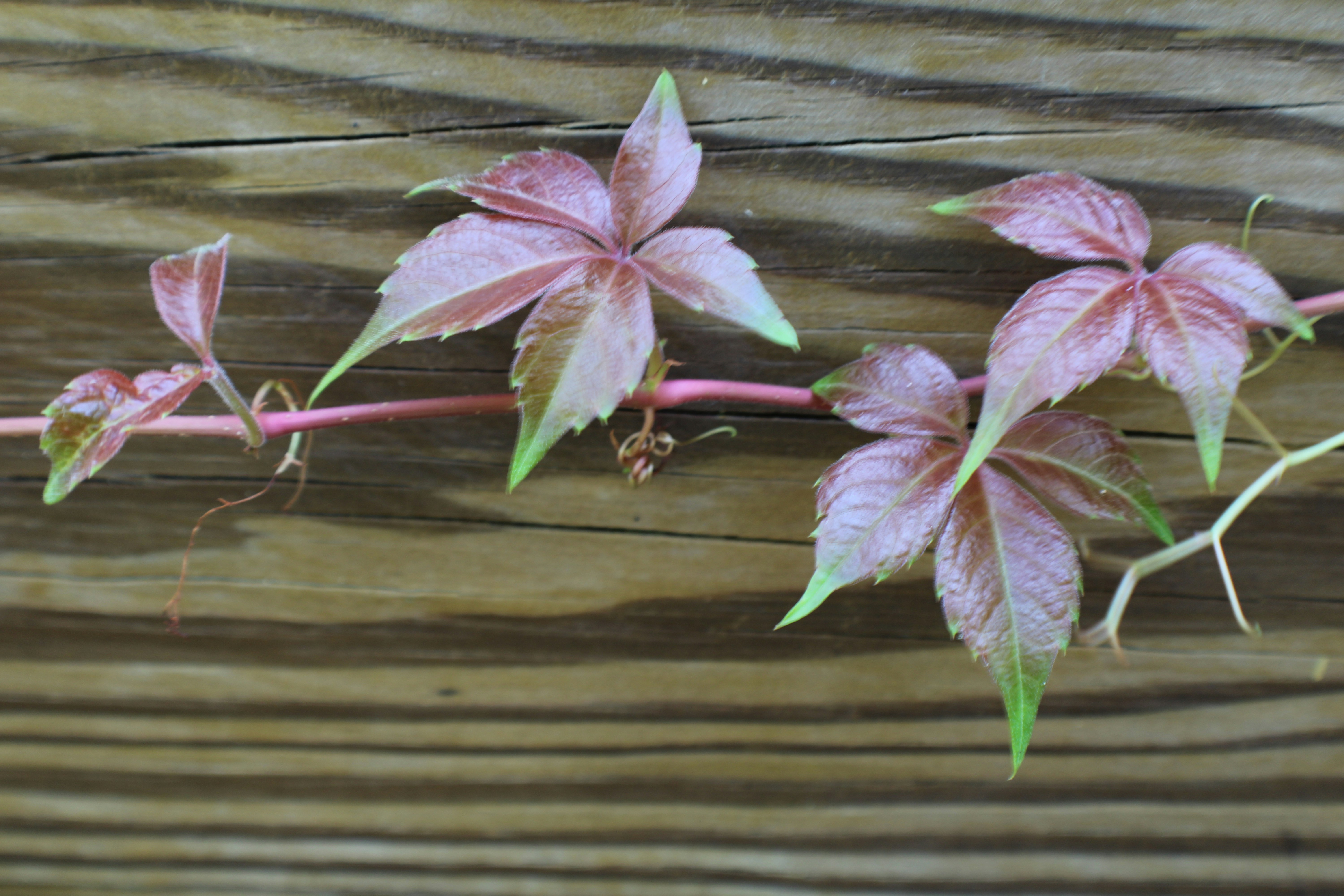 Pink Tendrils Across Weathered Wood: A Quiet Study in Color and Texture