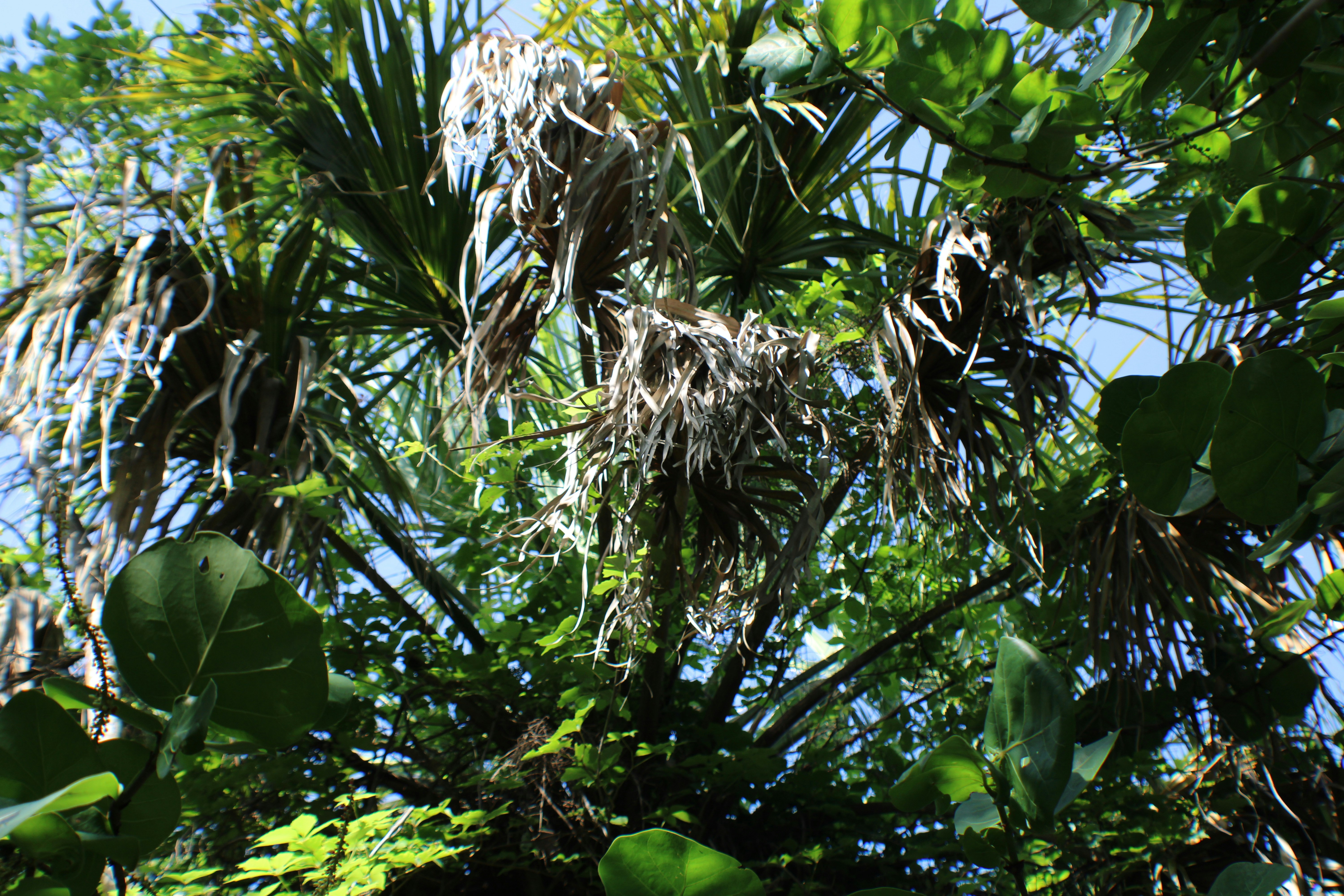 Sunlit Canopy: Fronds and Foliage in Dappled Light