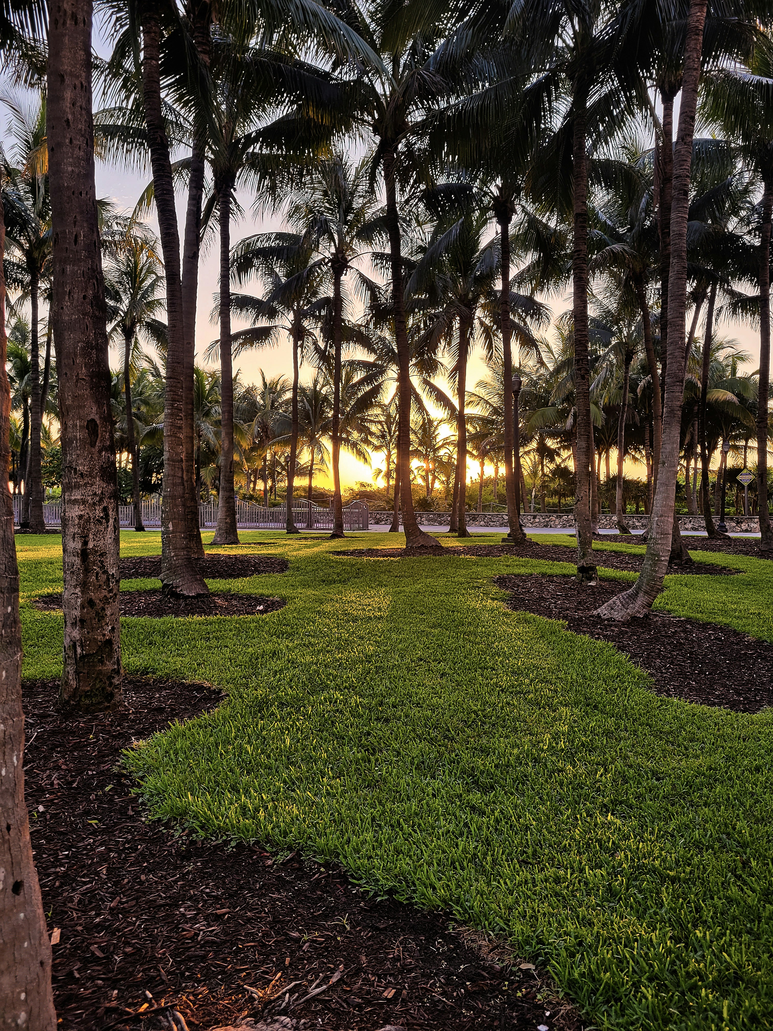 Dusk Echoes Through a Palm Grove