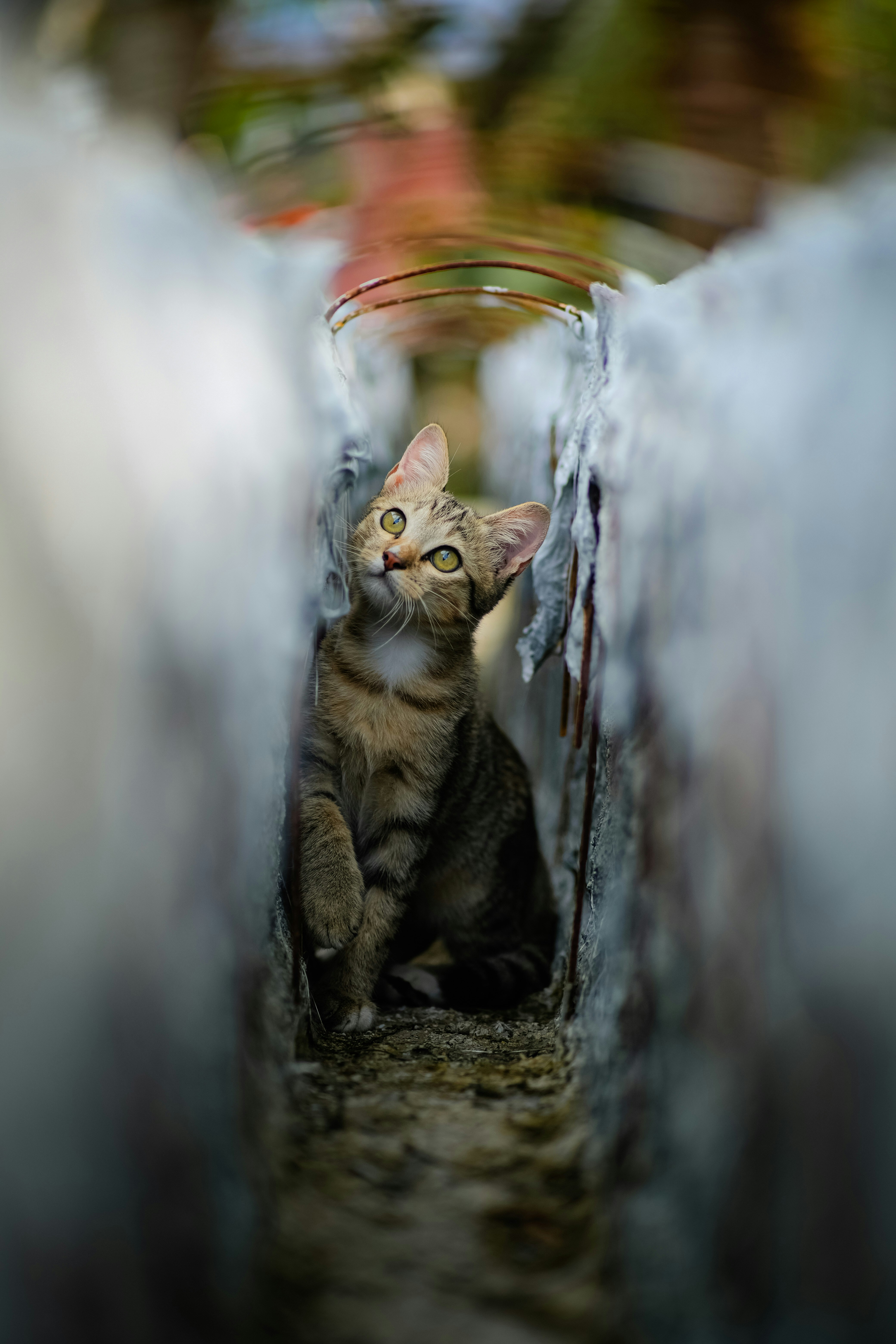 Glimmer Through the Slats: A Kitten's Quiet Gaze in a Narrow Snow-Dusted Tunnel