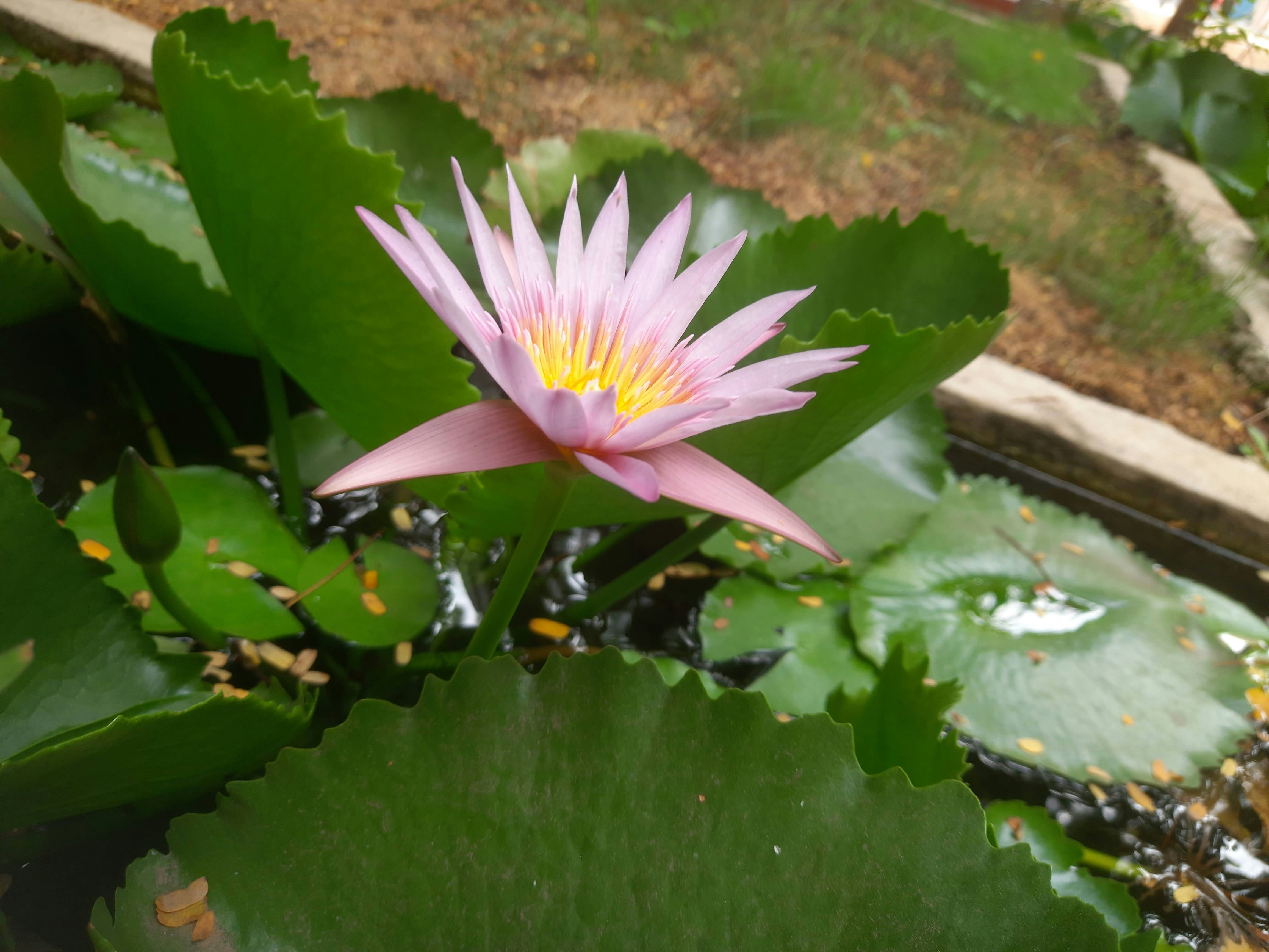 Pink water lily with a bright yellow center floats above glossy green lily pads in a tranquil pond.