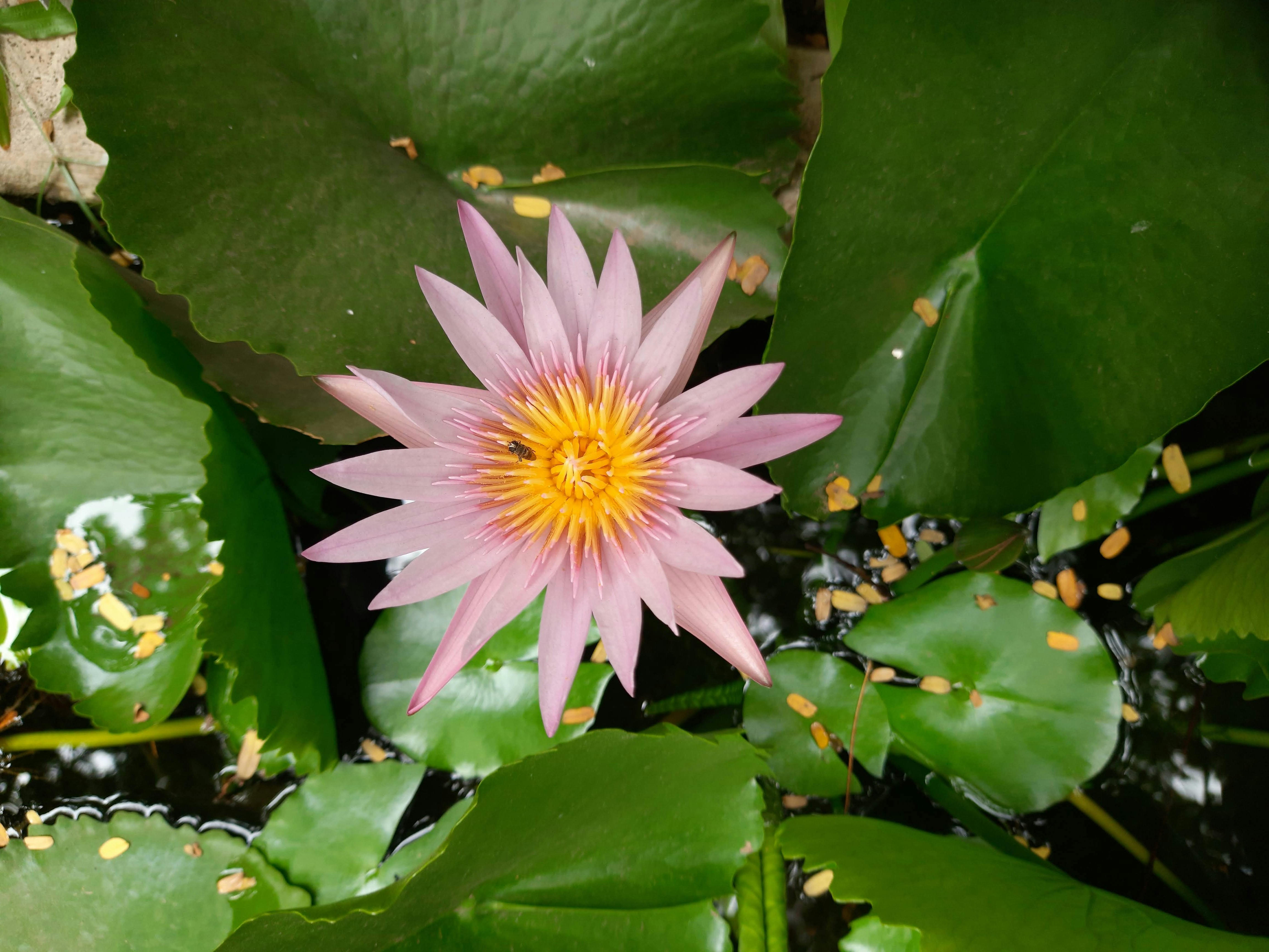 Pink Water Lily Centerstage: Dawn of Petal Radiance