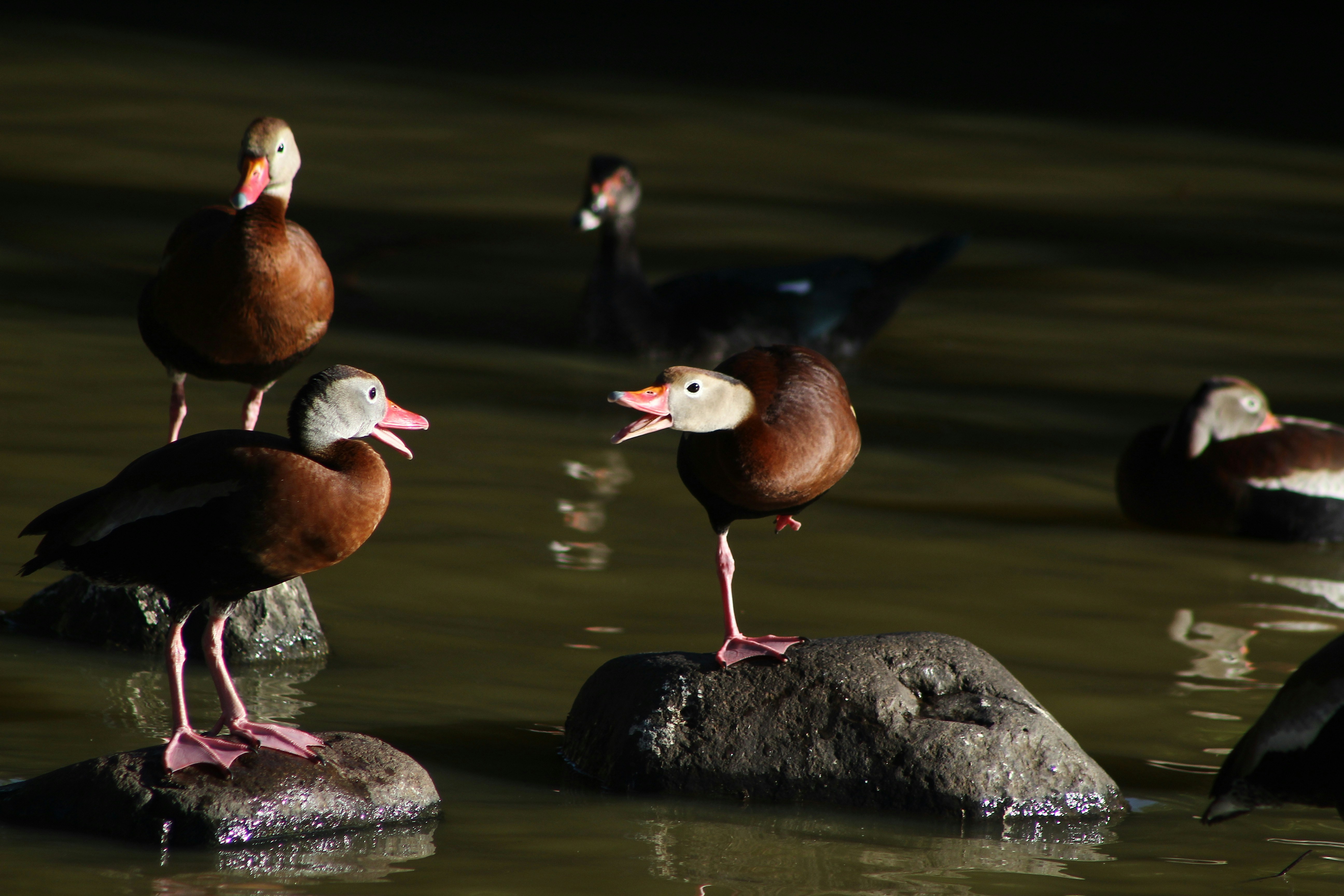 The black-bellied whistling duck, formerly called the black-bellied tree duck, is a whistling duck that breeds from the southernmost United States, Mexico, and tropical Central to south-central South America.