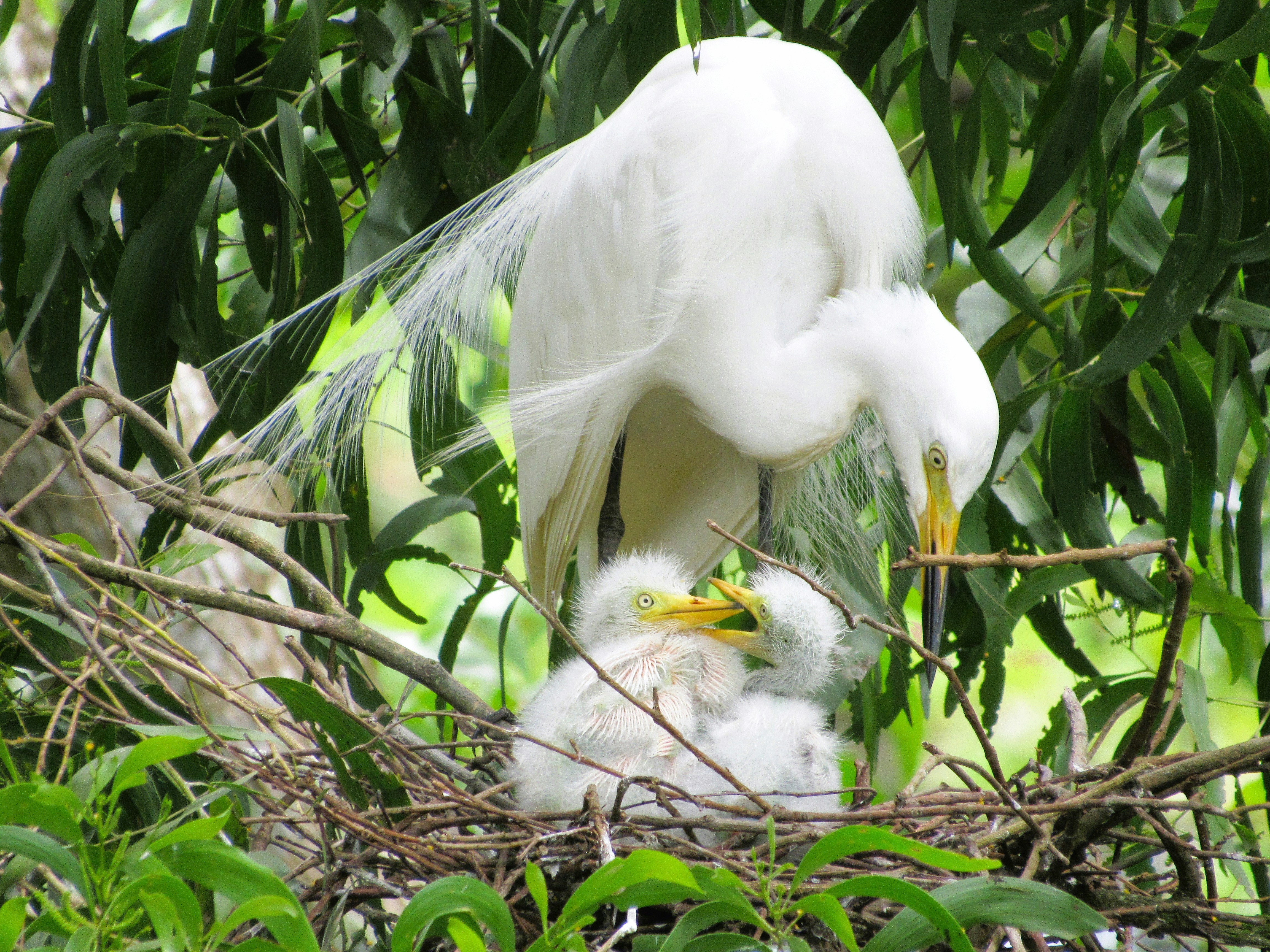 Photo by Manorie Kodithuwakku with Canon PowerShot SX530 HS