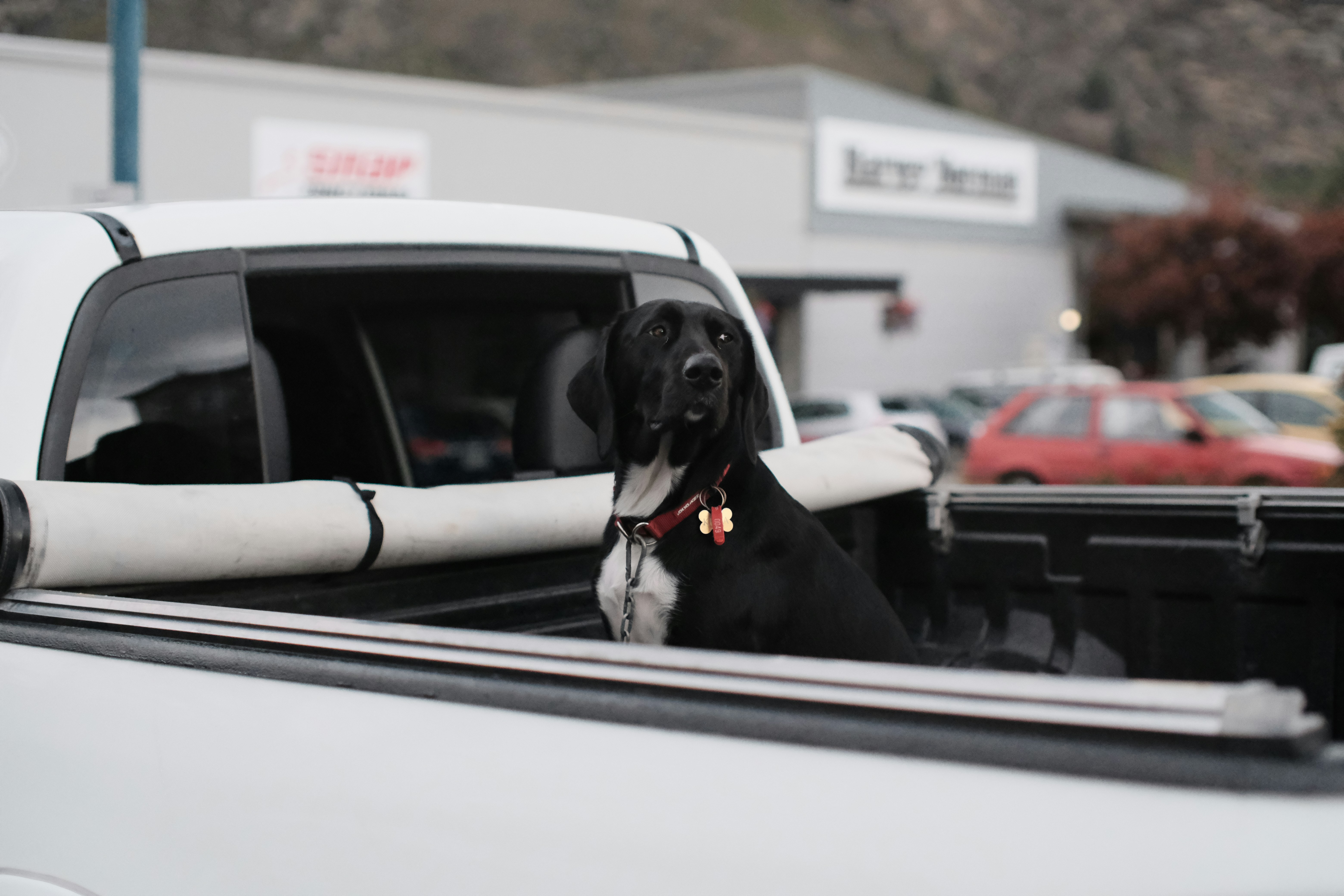 Black Labrador in the Truck Bed: Watchful at a Parking Lot