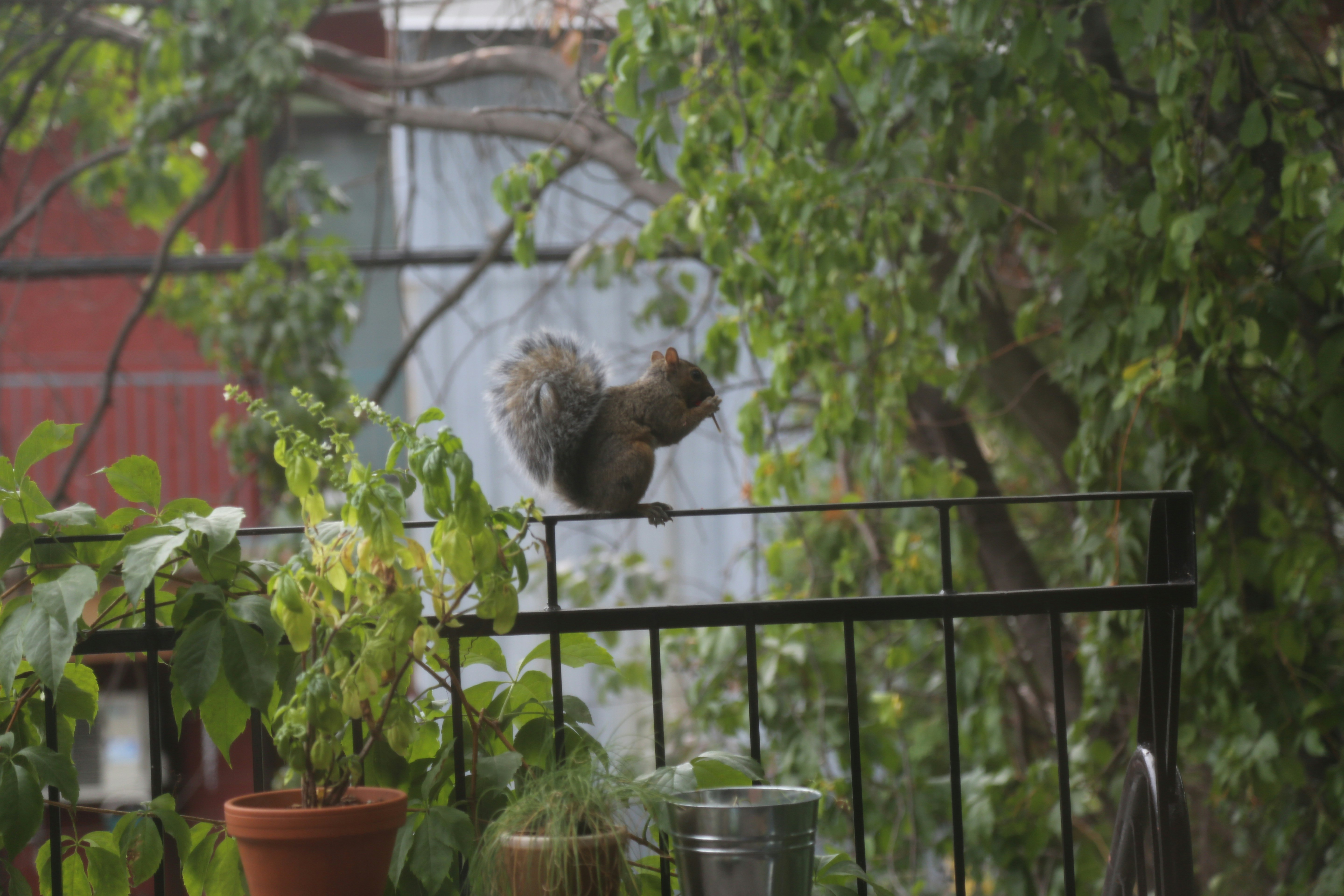 Squirrel perched on a balcony railing, surrounded by lush greenery and potted plants. The scene captures the essence of urban wildlife coexisting with nature.