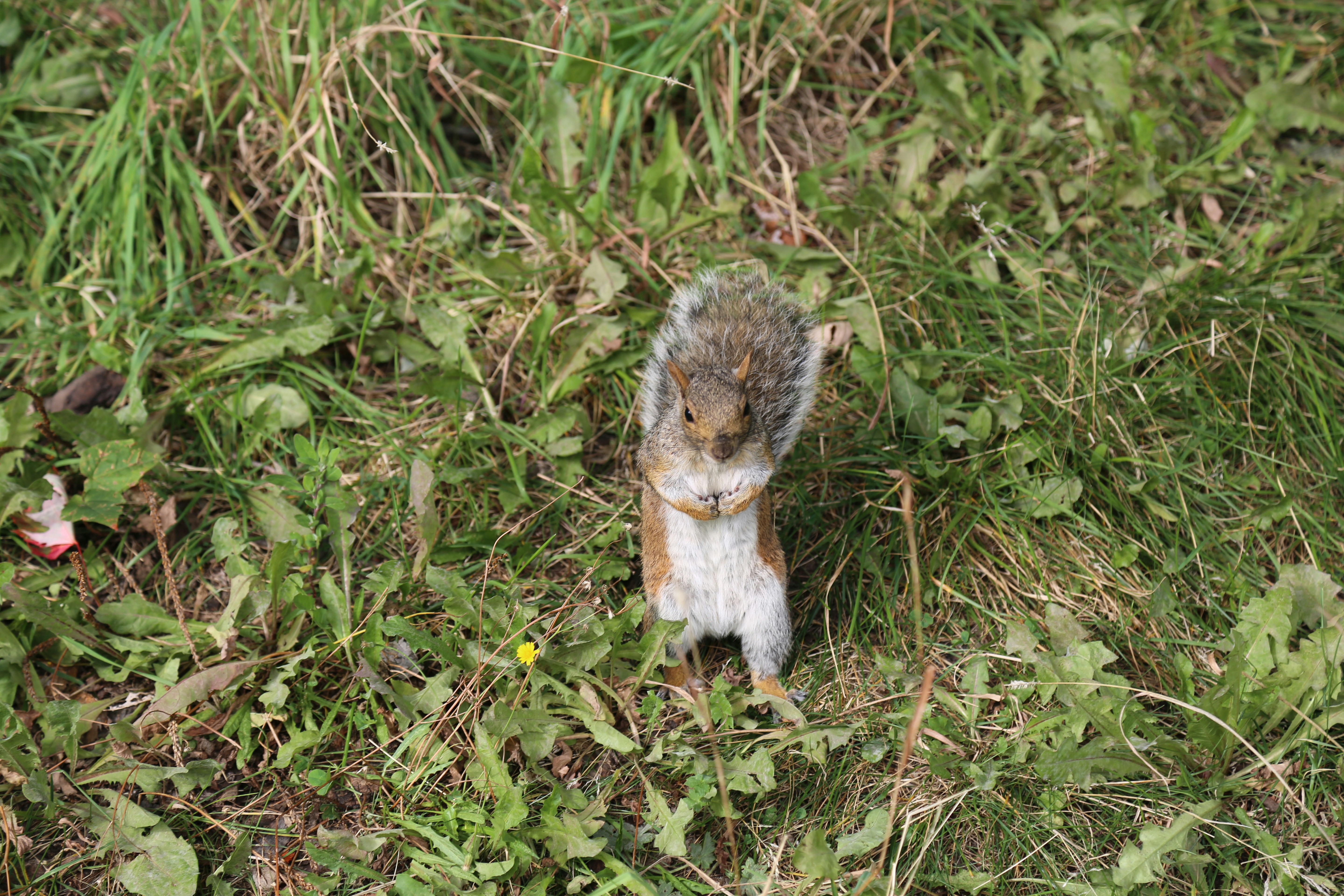 A Tiny Woodland Sentry: A Squirrel Plush Amid Grass
