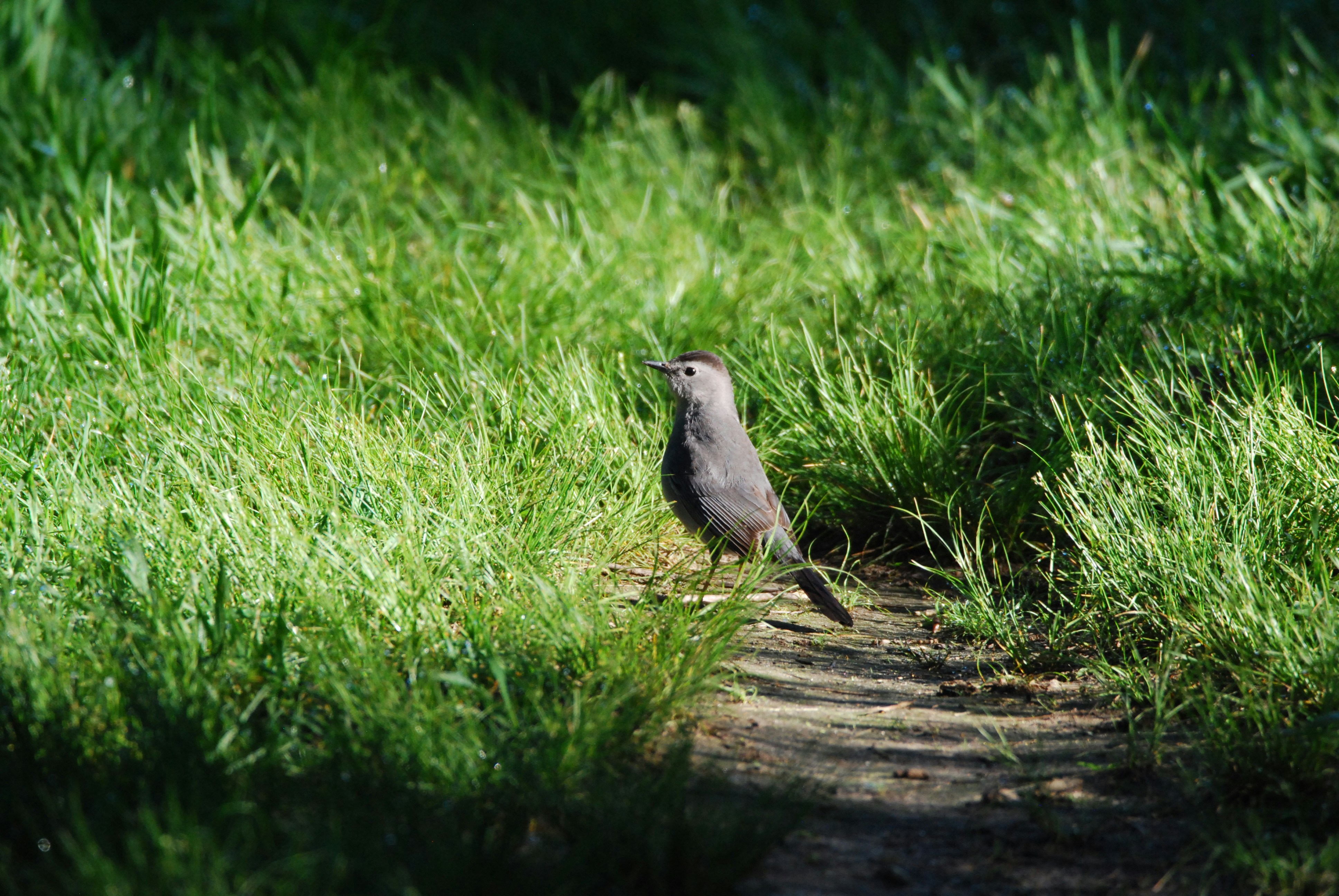 Gray bird standing amidst lush green grass, illuminated by dappled sunlight.