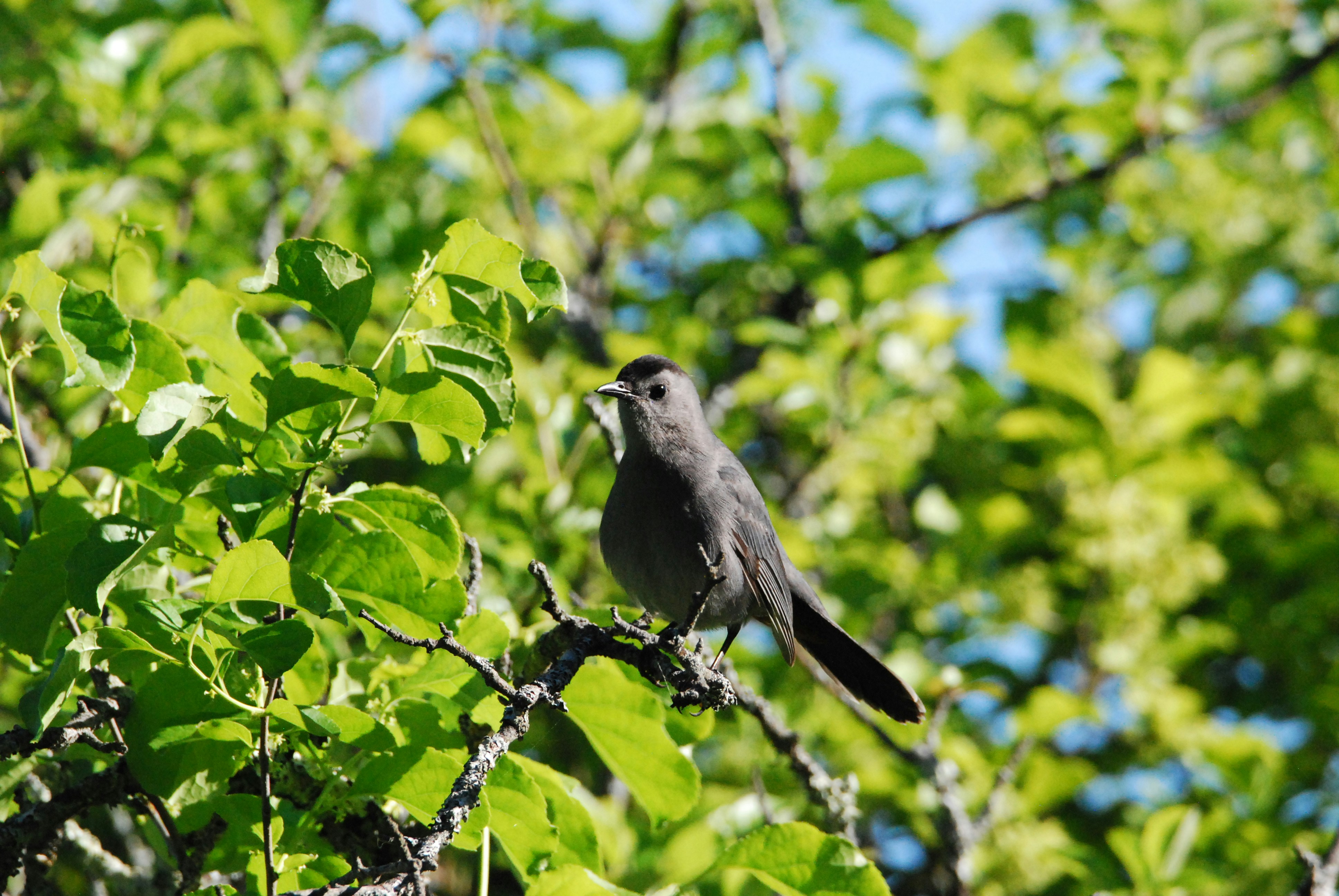 Gray bird perched on a leafy branch under a clear blue sky.