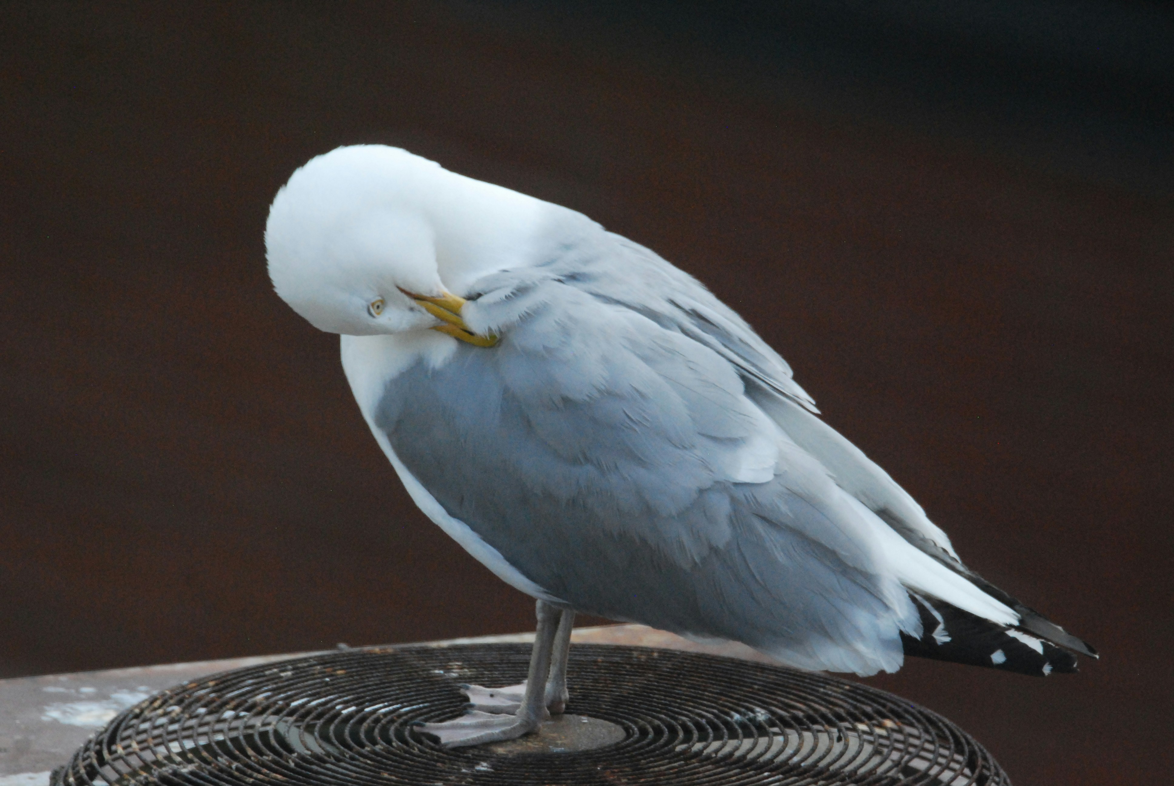 Blue-Gray Gull Preens on a Circular Vent Against a Dark Red Backdrop
