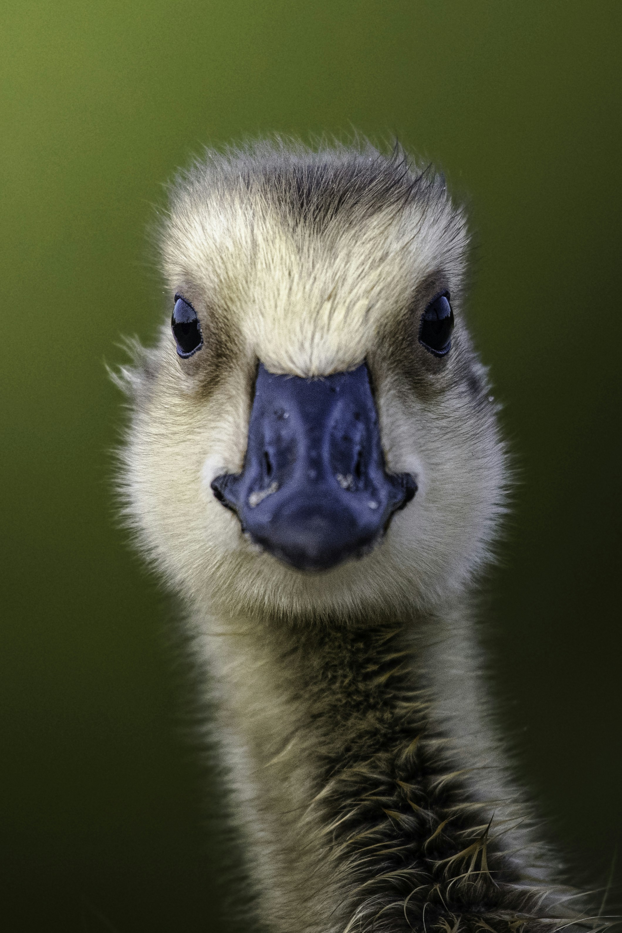 Curious Gaze: Close-Up Portrait of a Gosling