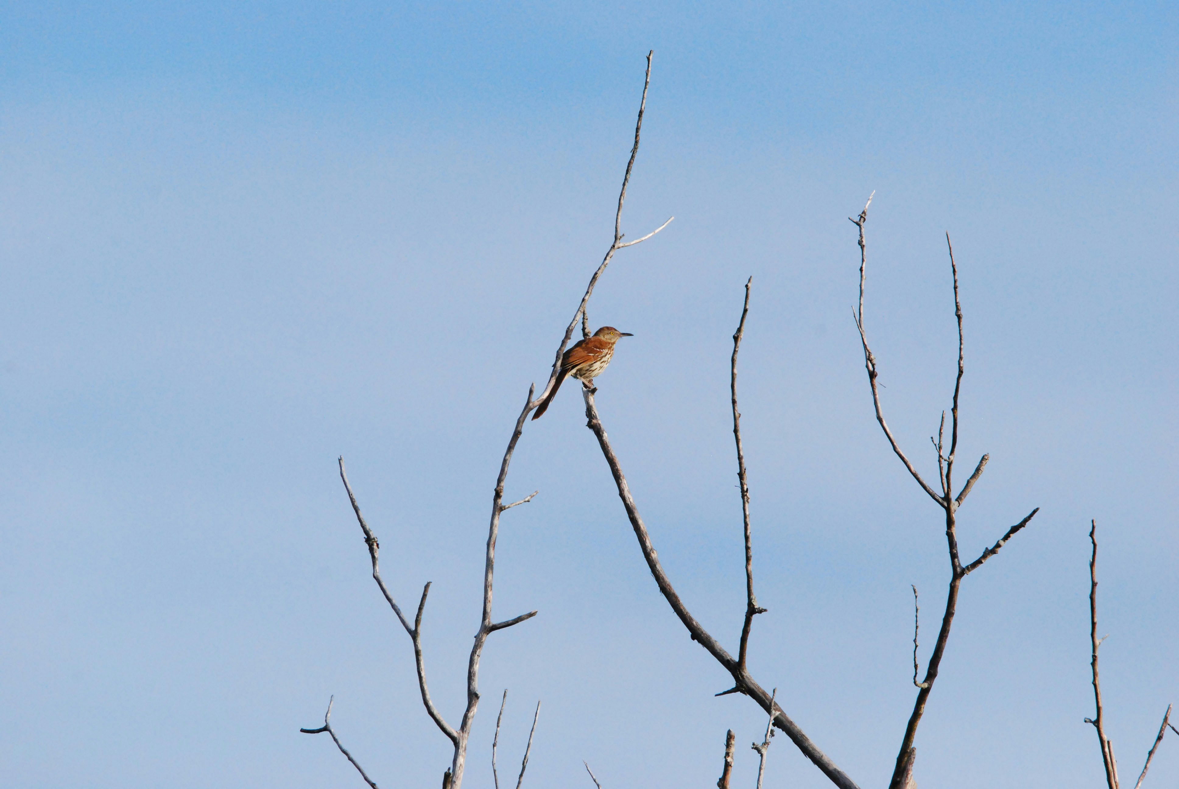 Brown Thrasher Perched in Dead Tree