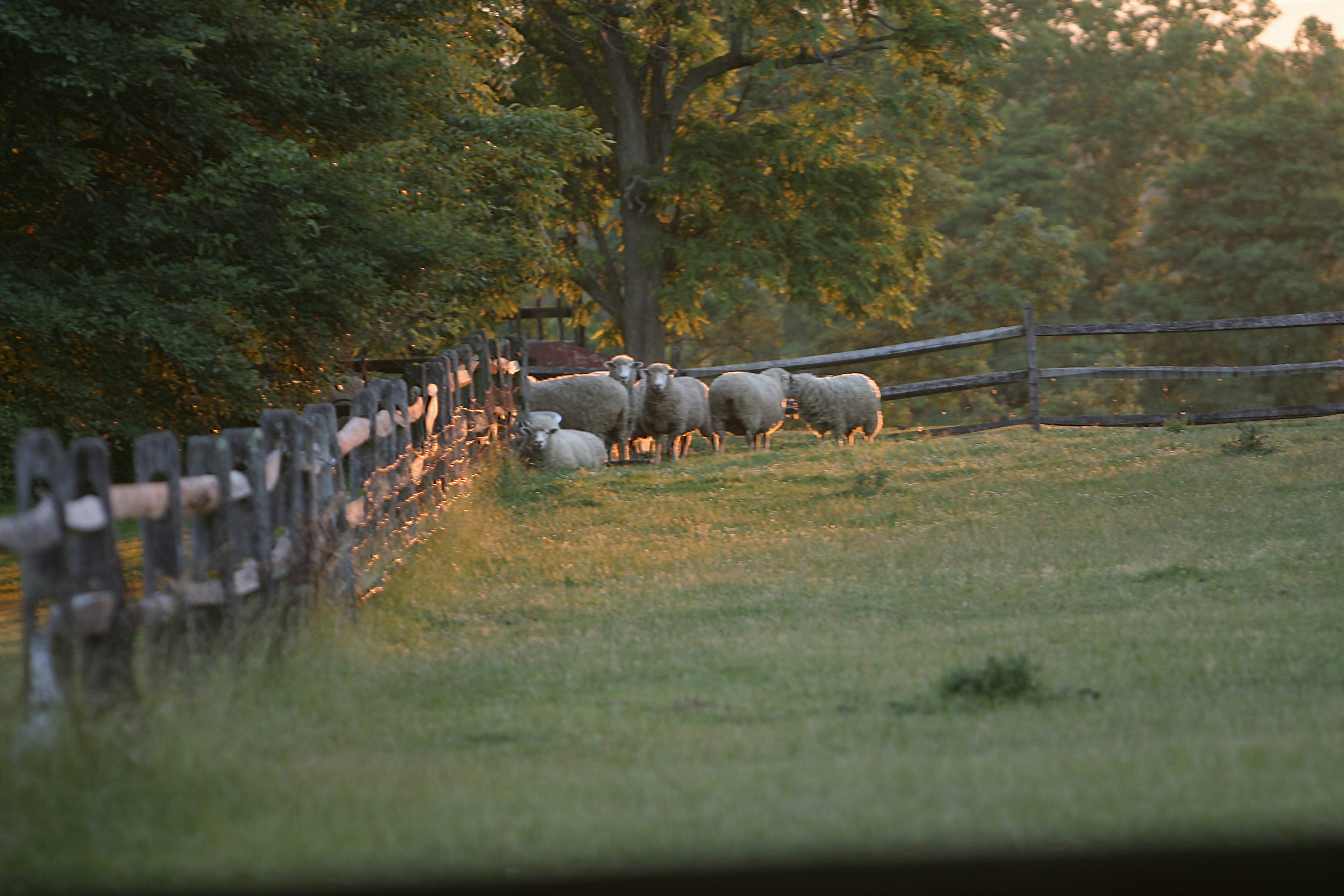 Pasture Echoes: A Flock at Dusk Along a Wooden Fence